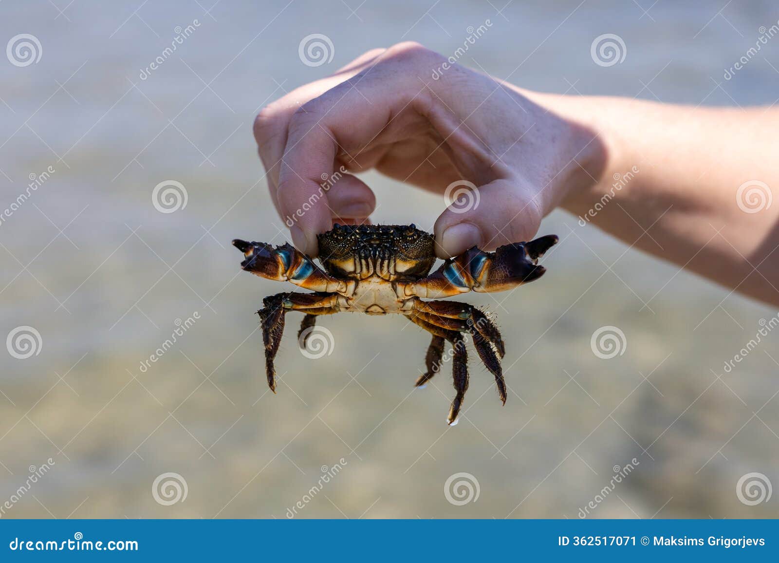 Eriphia Verrucosa Warty or Yellow Crab in Hand Stock Image - Image of ...