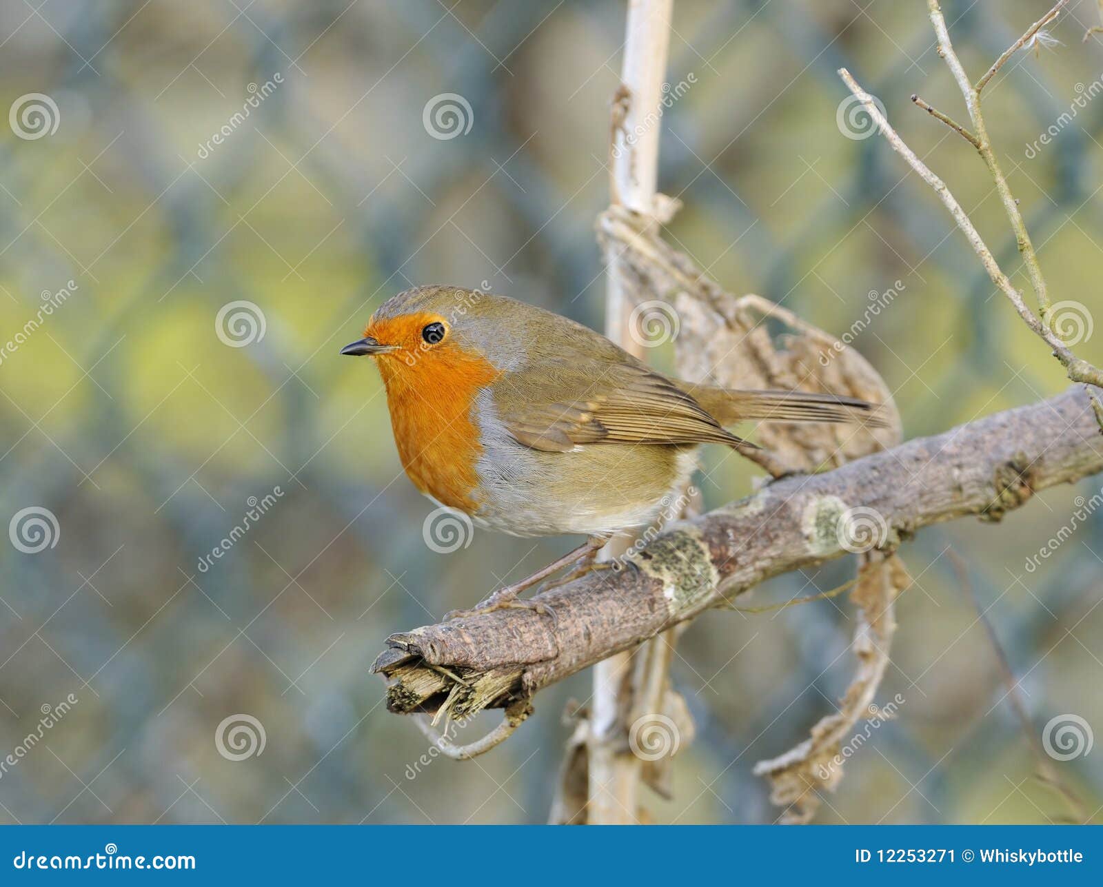 Erithacus Europejski Rudzika Rubecula Obraz Stock - Obraz złożonej z ...
