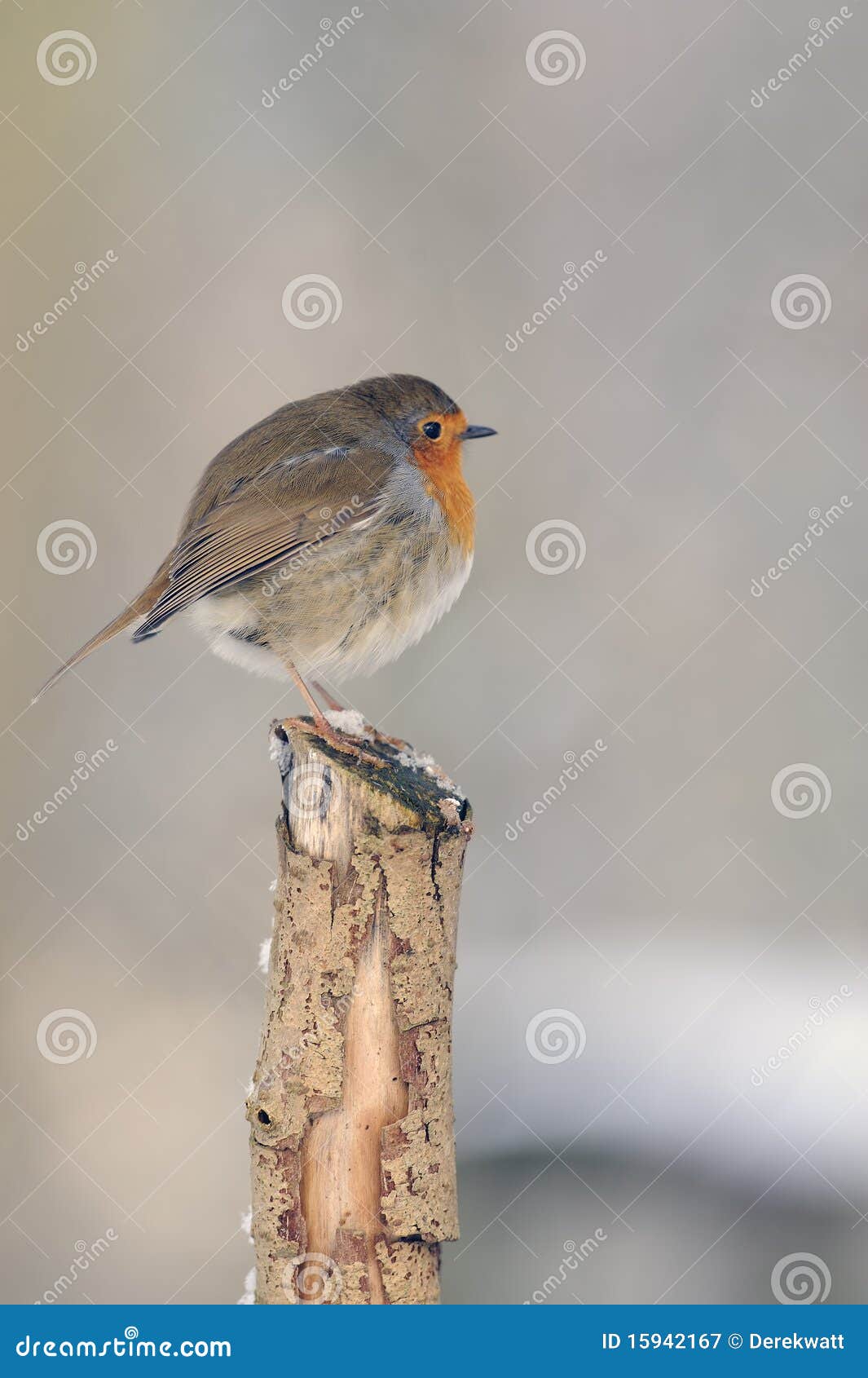 Erithacus Europejski Rudzika Rubecula Obraz Stock - Obraz złożonej z ...