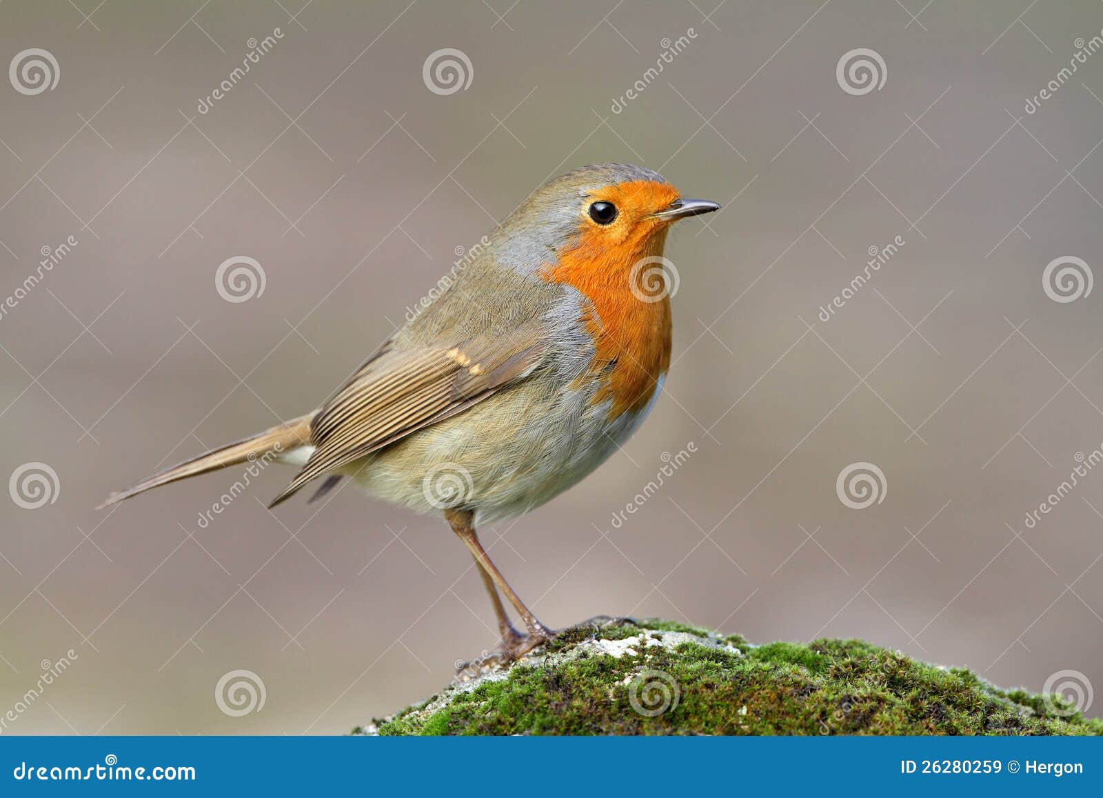 Erithacus rubecula stock image. Image of wings, insectivorous - 26280259