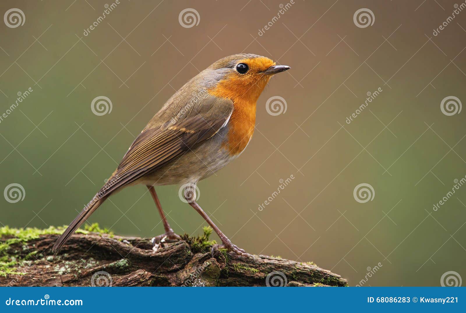 Erithacus Rubecula, European Robin Stock Image - Image of ornithologist ...