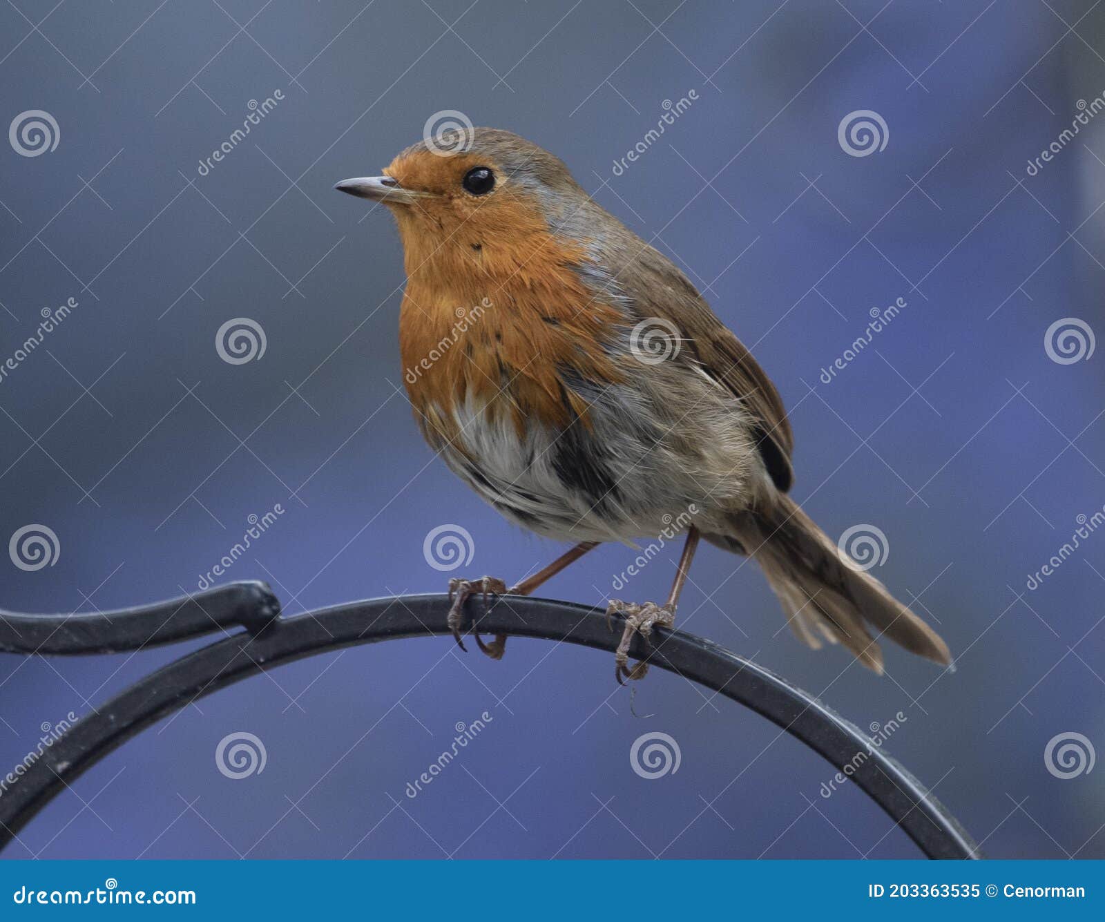 Robin on a post stock image. Image of juvenile, small - 203363535