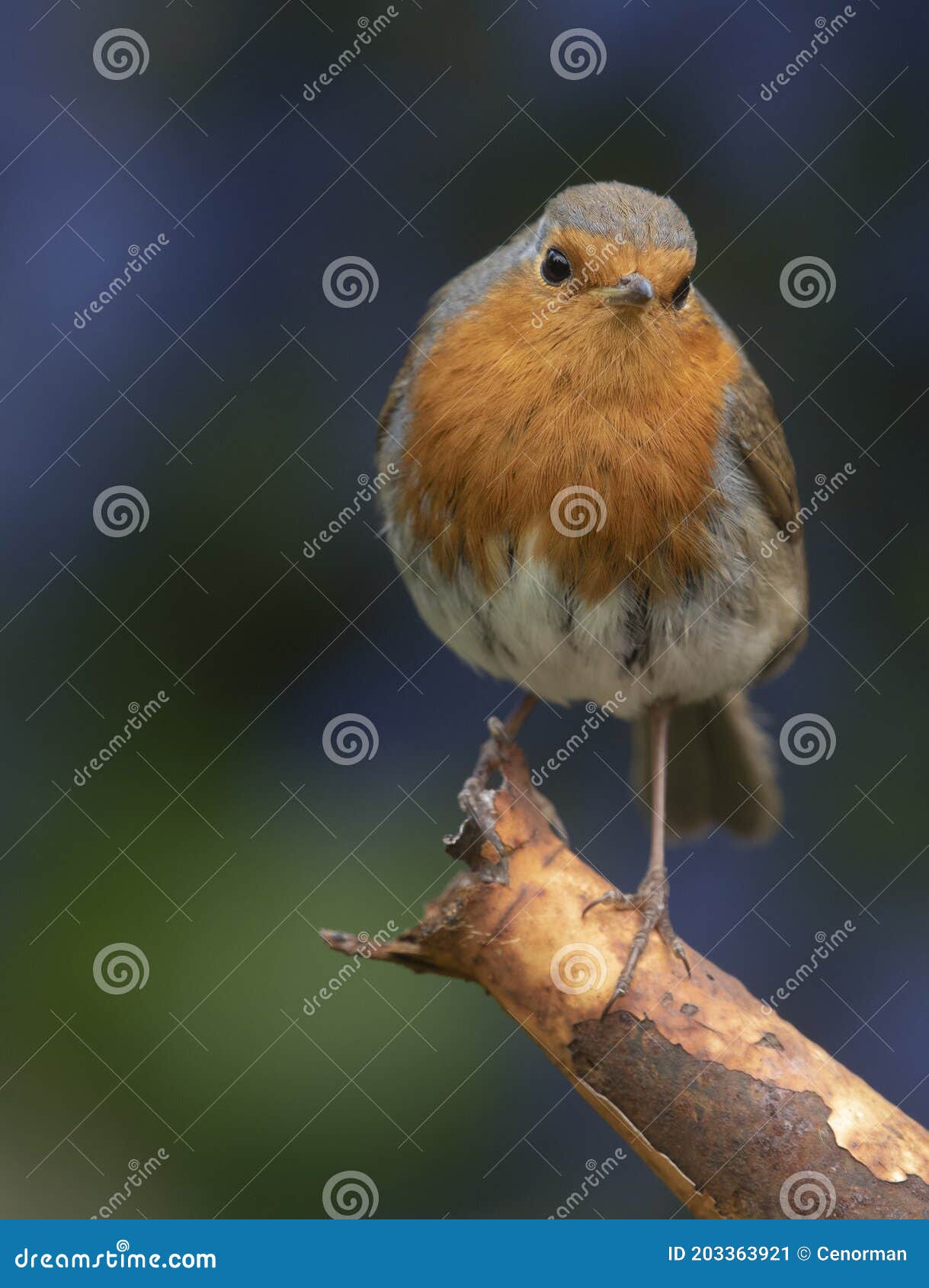 Robin on a post stock image. Image of small, erithula - 203363921