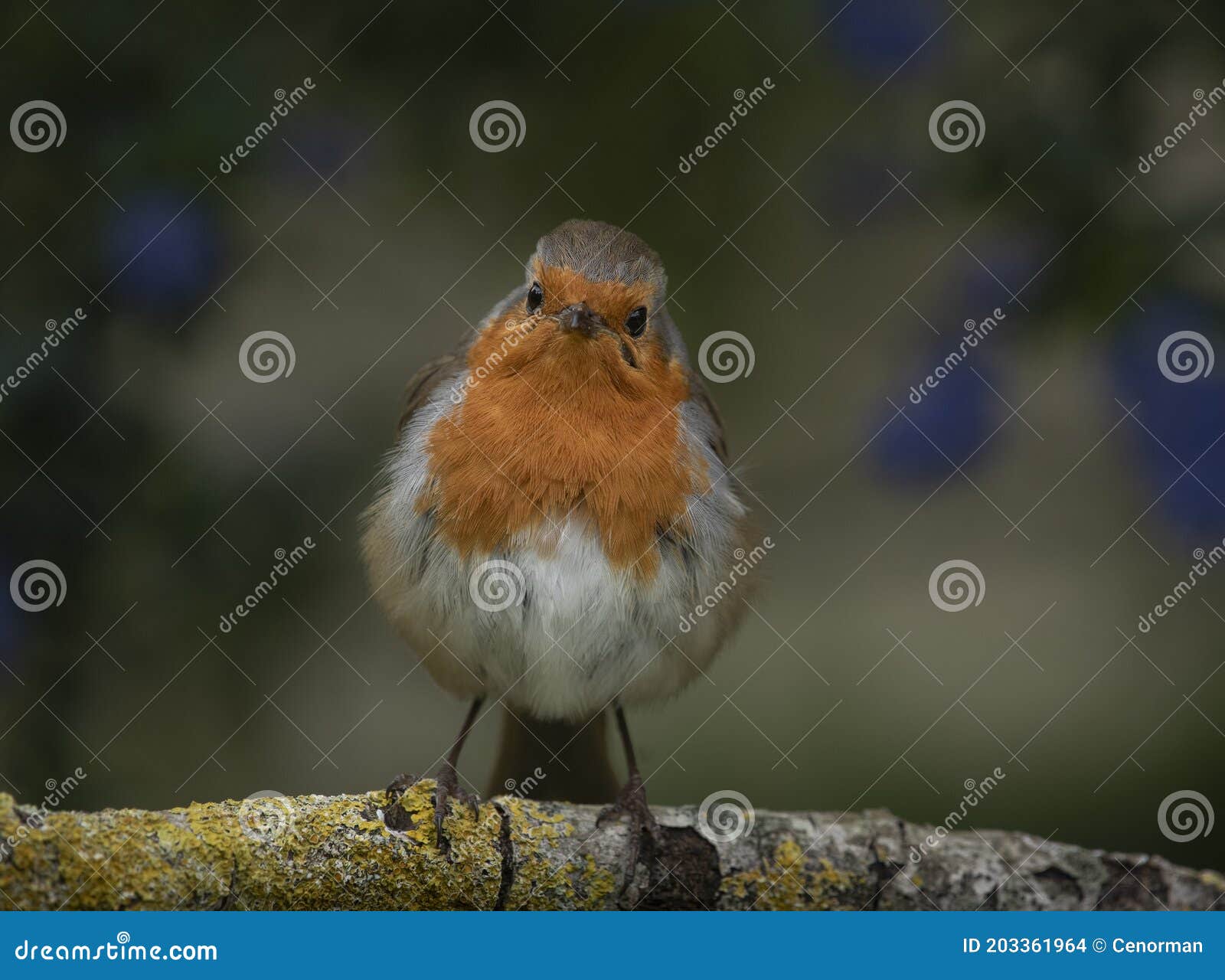 Robin on a post stock photo. Image of redbreast, shot - 203361964