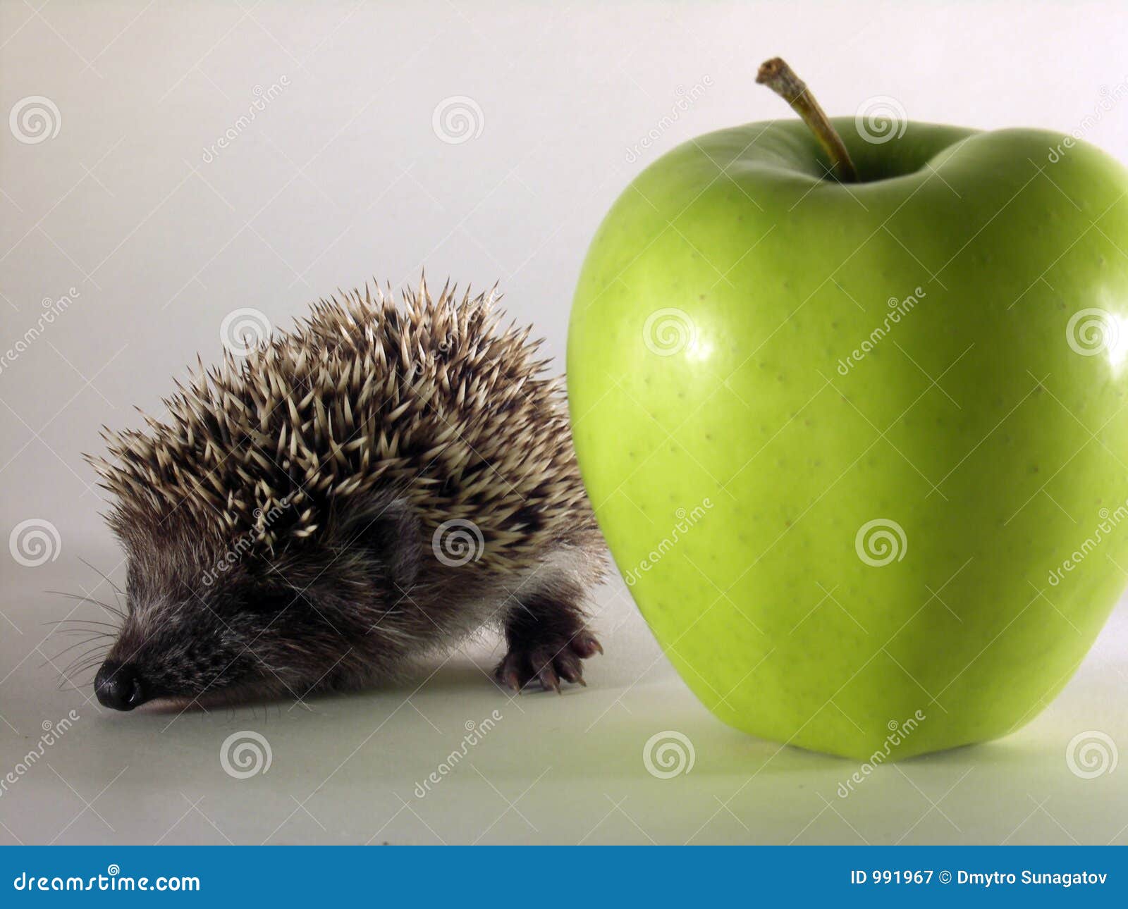 Erizo imagen de archivo. Imagen de hoja, fresco, campo - 991967