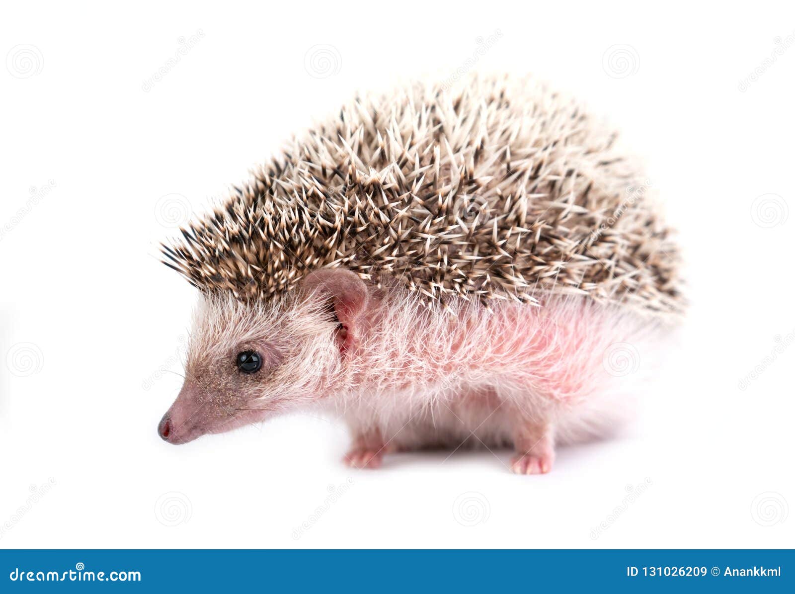 Erizo Aislado En El Fondo Blanco Imagen de archivo - Imagen de roedor ...