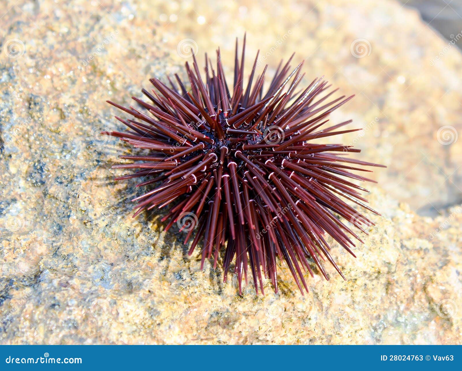 Erizo de mar imagen de archivo. Imagen de punta, profundidad - 28024763