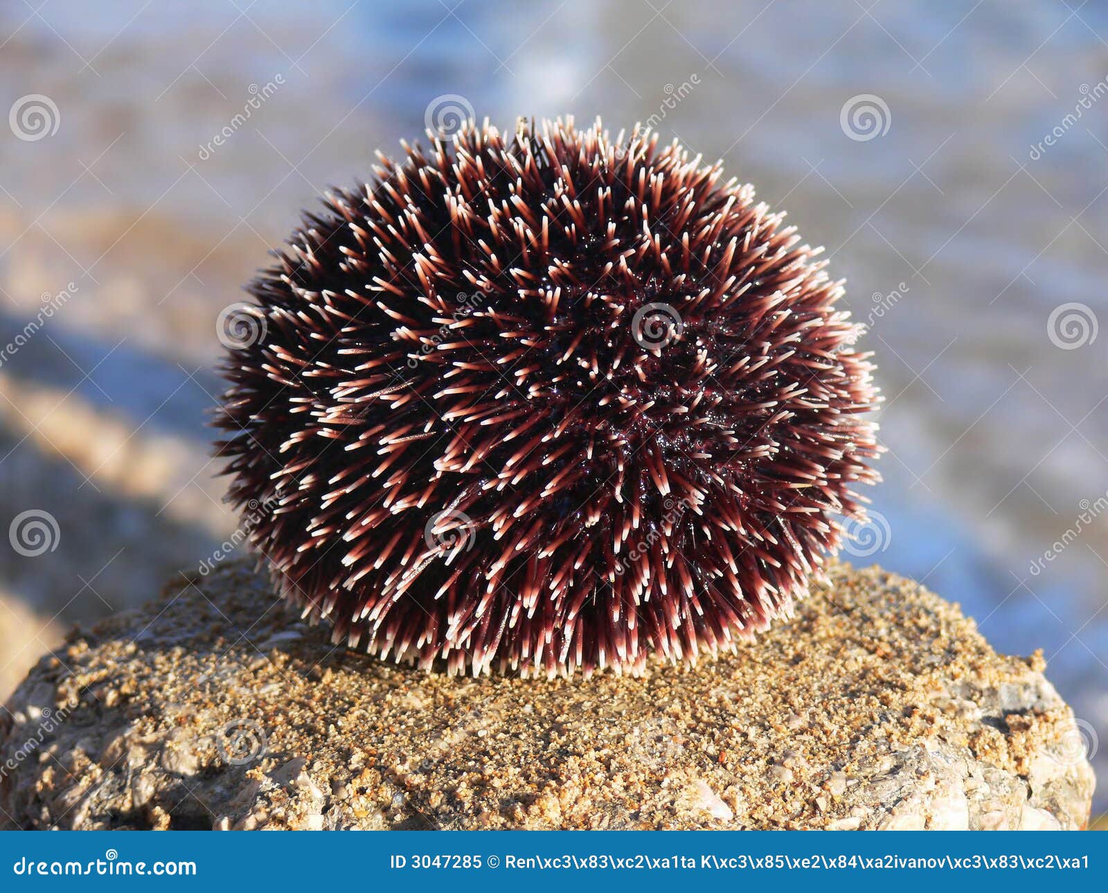 Erizo de mar imagen de archivo. Imagen de pilluelo, playa - 3047285