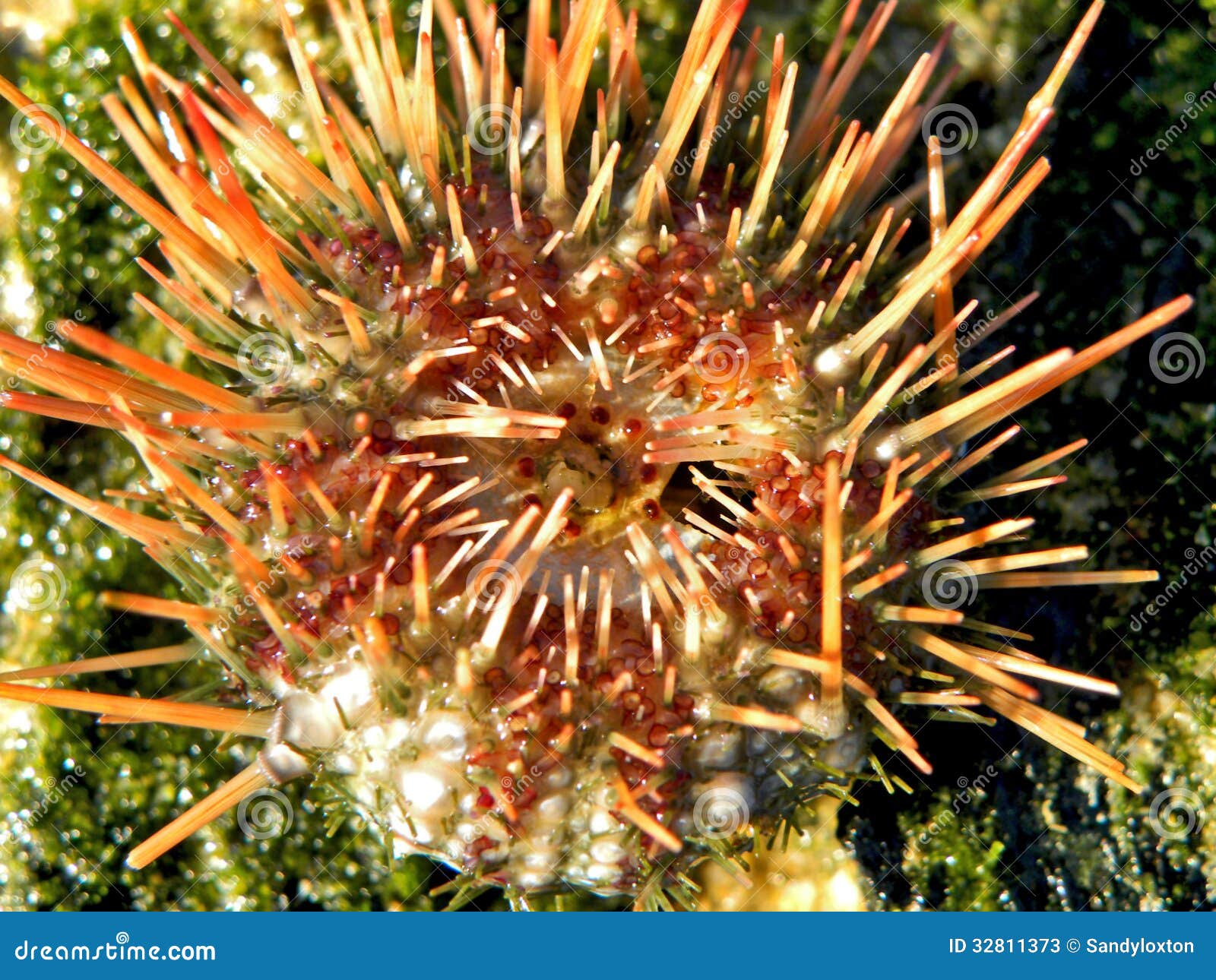 Erizo de mar imagen de archivo. Imagen de shelles, roca - 32811373