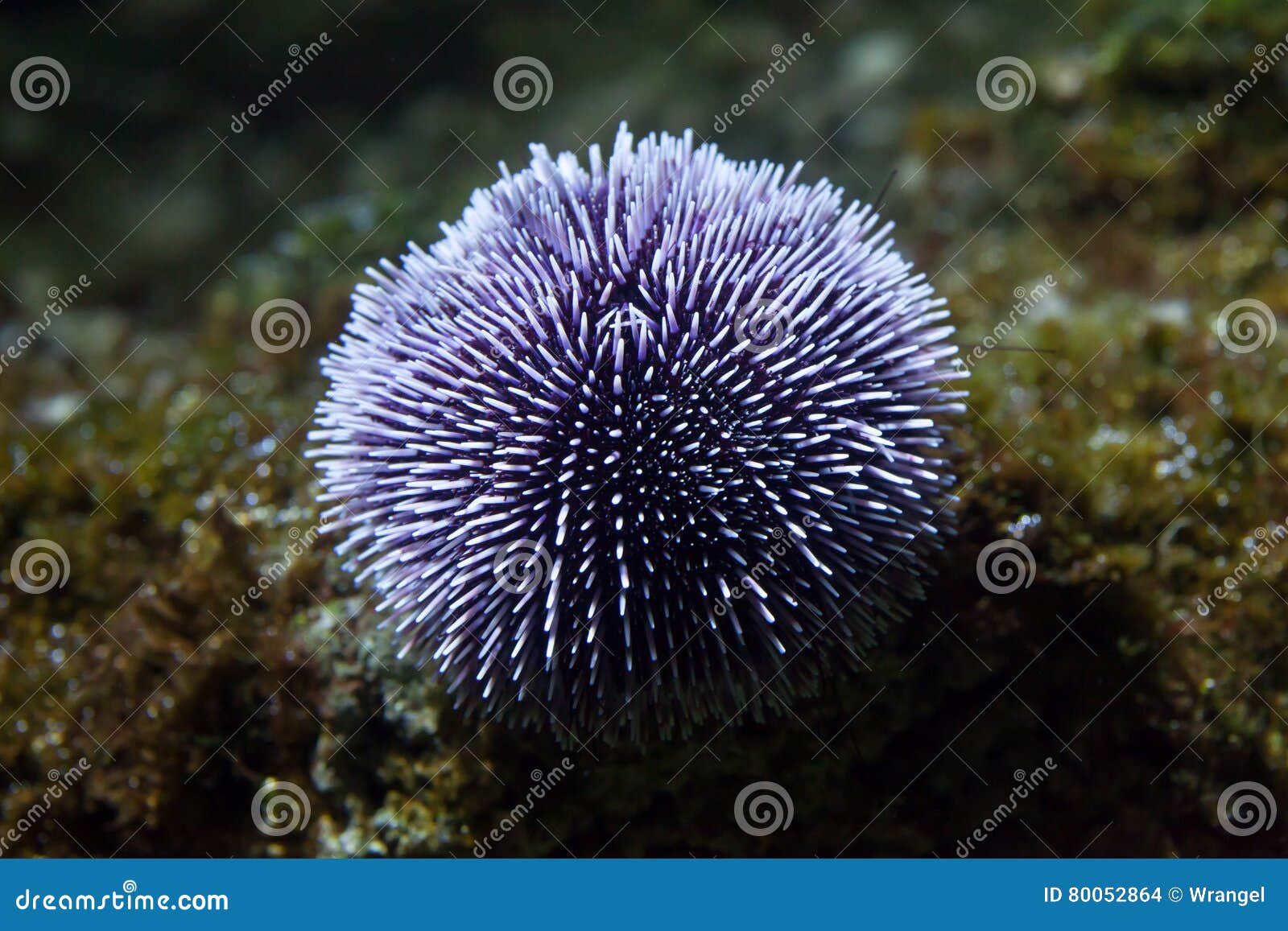 Erizo De Mar Comestible Europeo (Echinus Esculentus) Foto de archivo ...