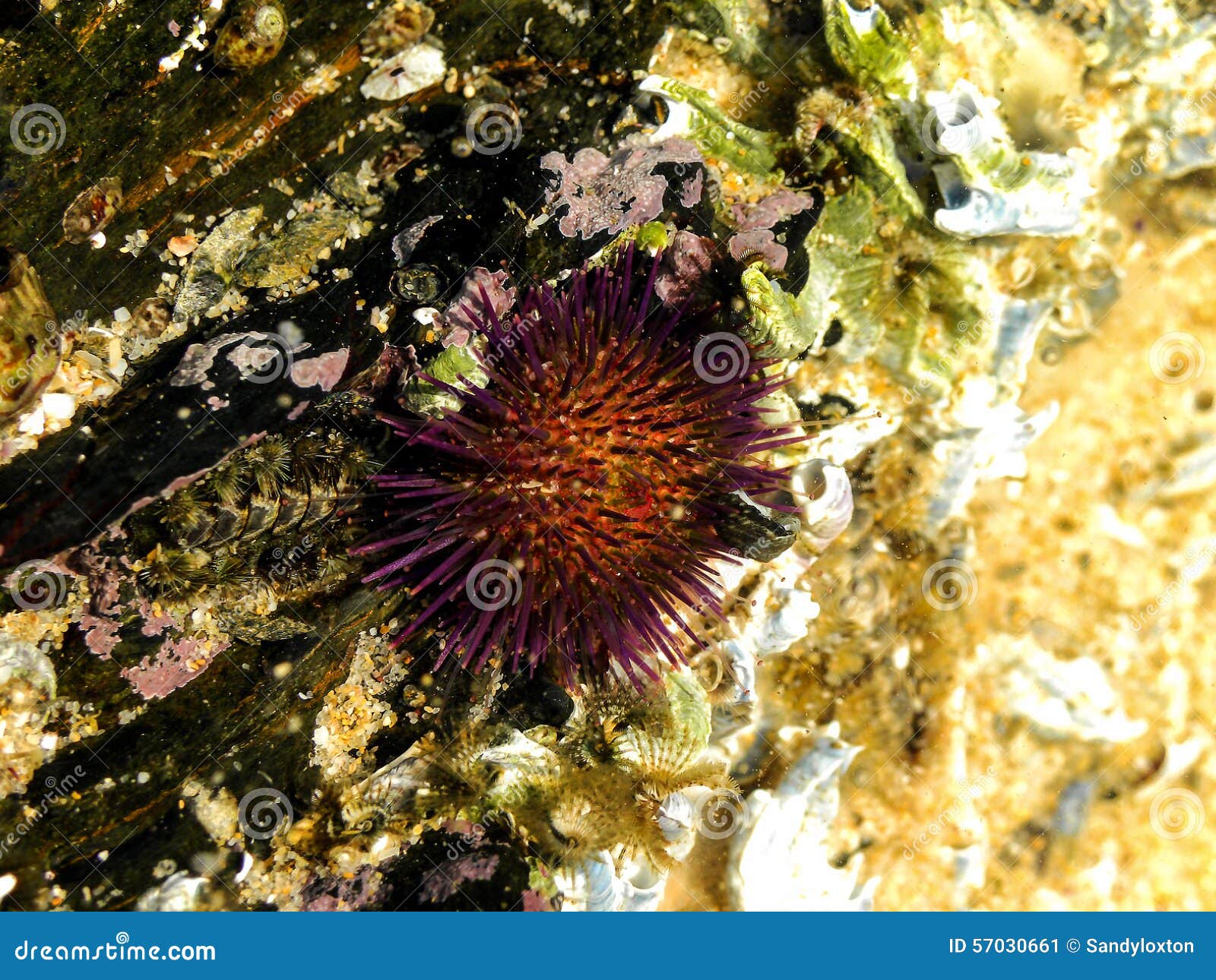 Erizo de mar 1 del cabo imagen de archivo. Imagen de rocoso - 57030661