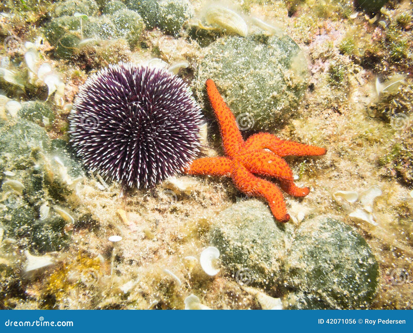 Erizo De Mar Y Estrellas De Mar Foto de archivo - Imagen de espinoso ...