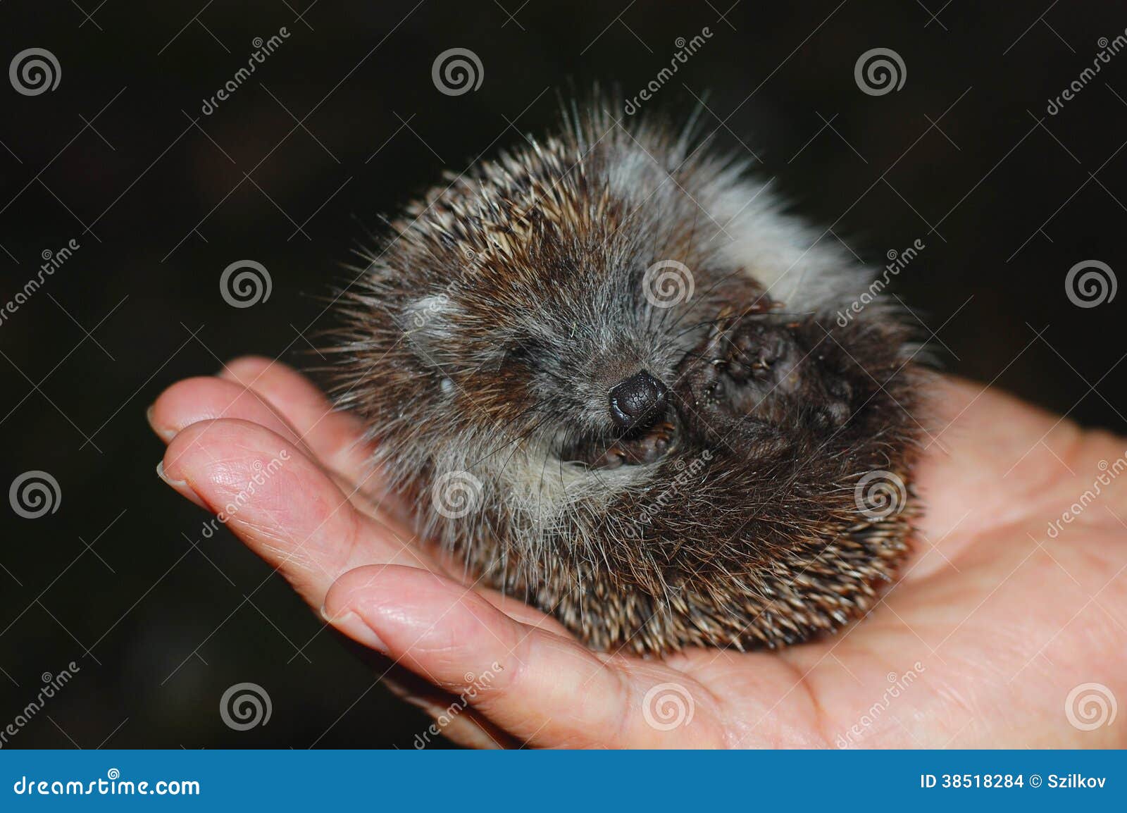 Erizo del bebé foto de archivo. Imagen de fauna, mano - 38518284
