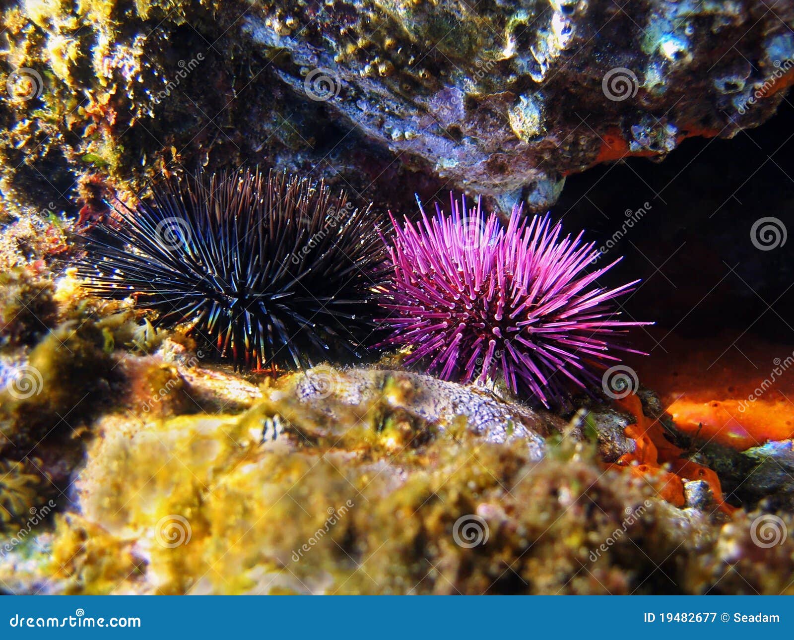 Erizos de mar imagen de archivo. Imagen de marina, espinoso - 19482677