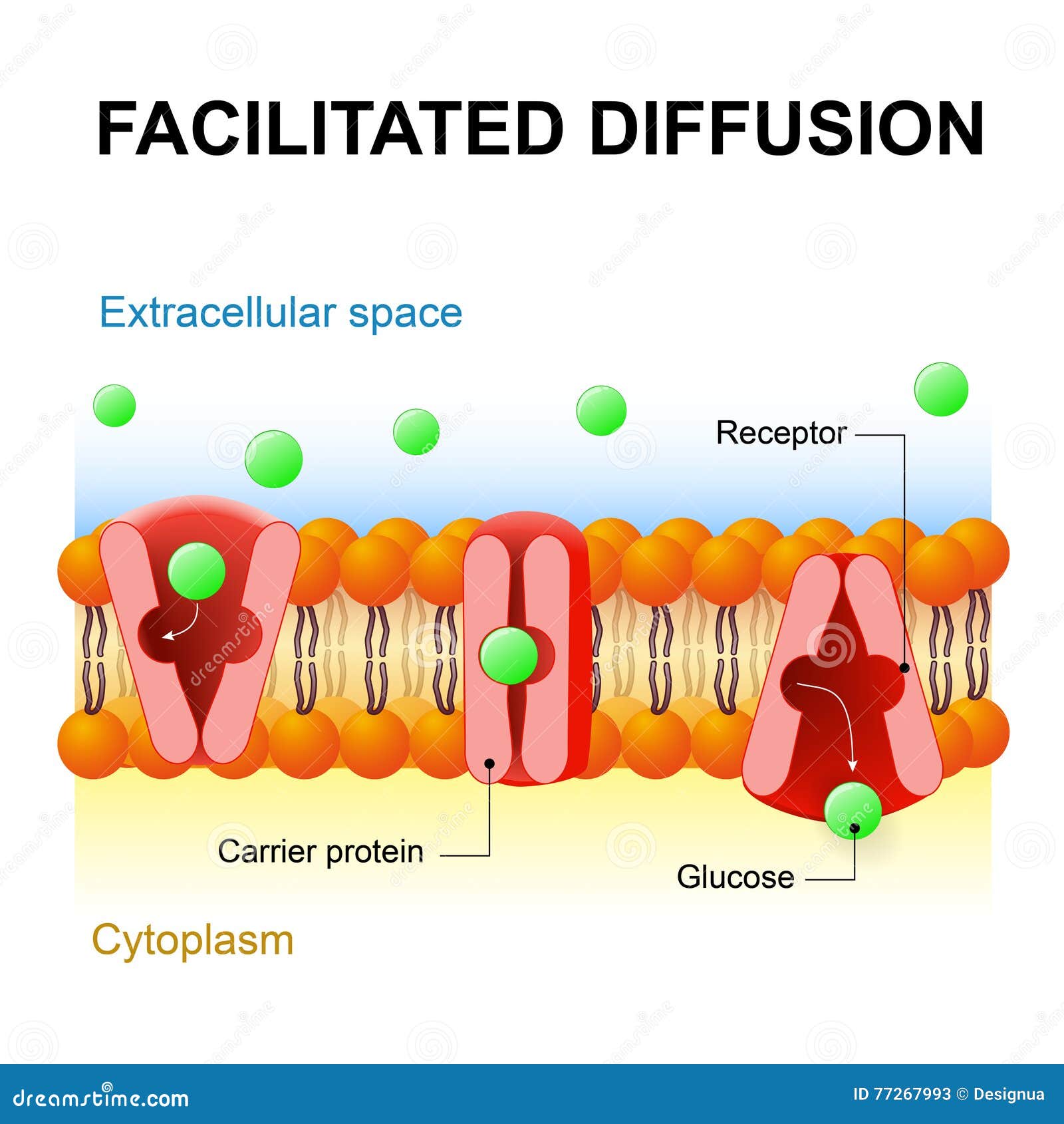 Erleichterte Diffusion Oder Passiv-vermittelter Transport Vektor ...