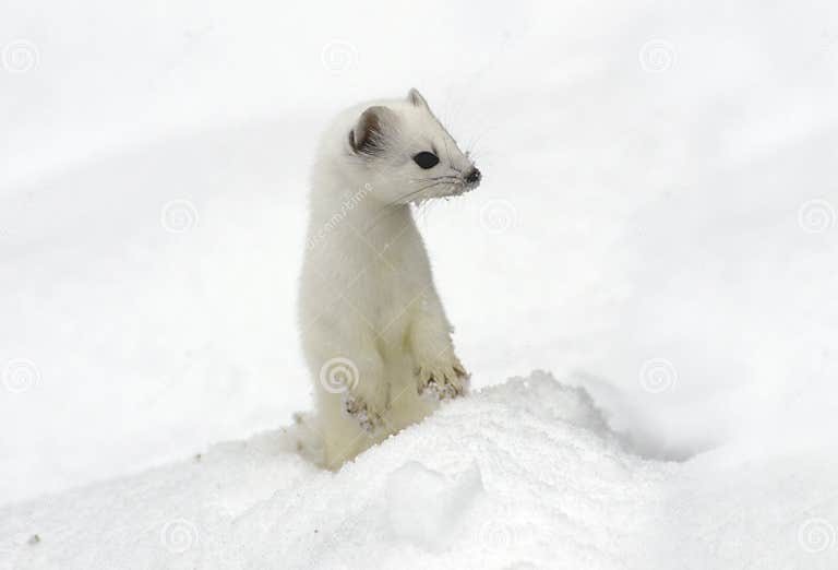 Ermine. stock image. Image of essence, snow, sights, close - 17290197