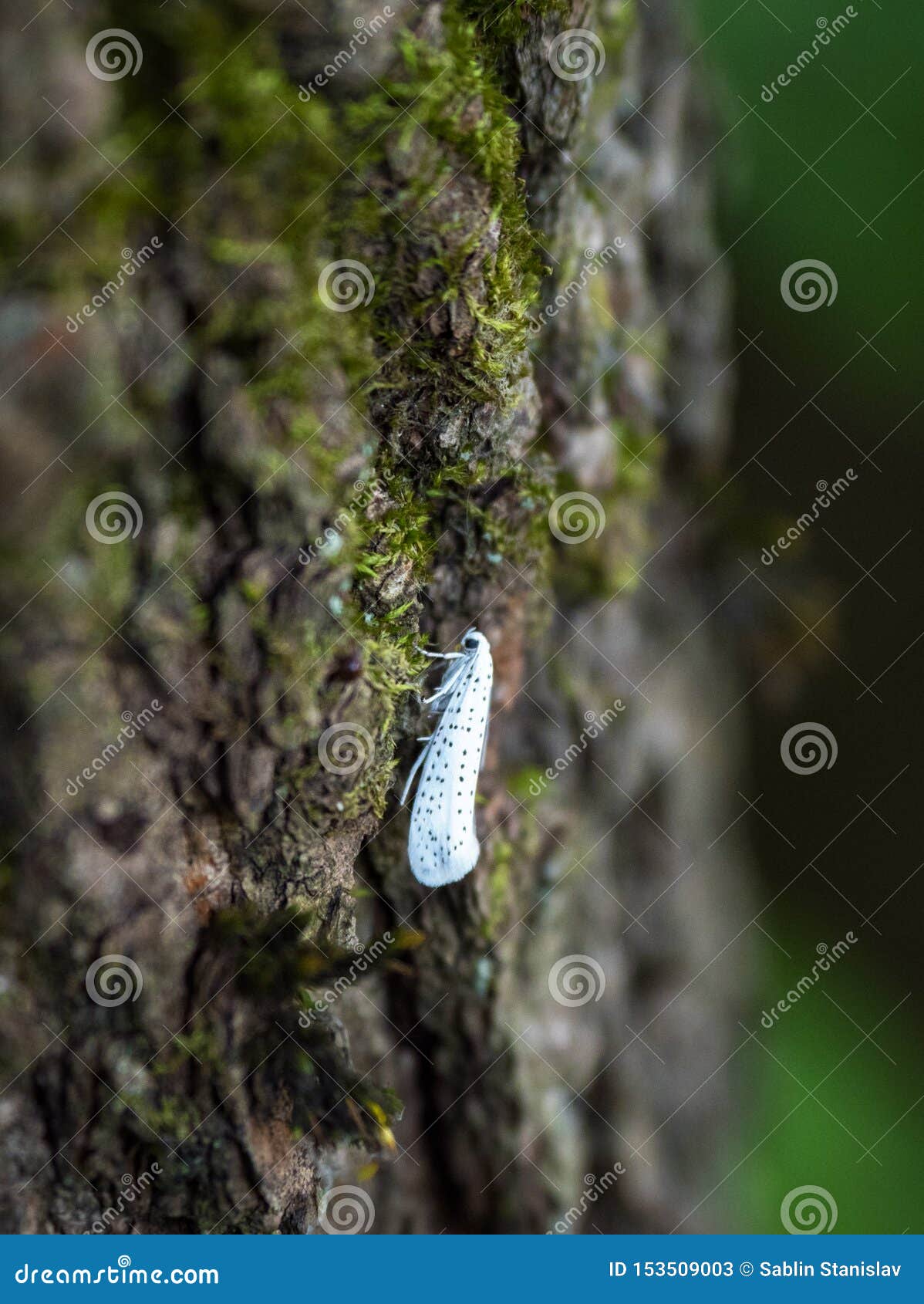 Ermine Moth on the Bark of a Tree. Stock Image - Image of moth ...