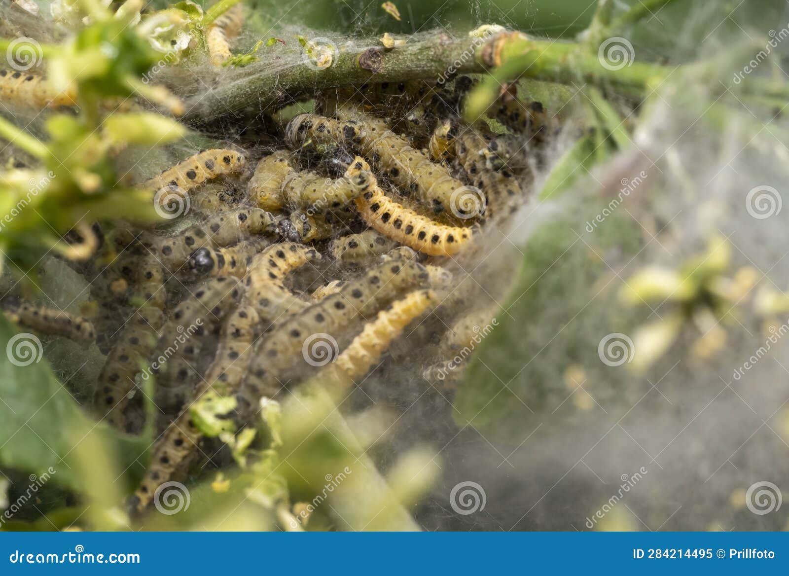 Ermine moth larvae stock image. Image of ermine, lots - 284214495