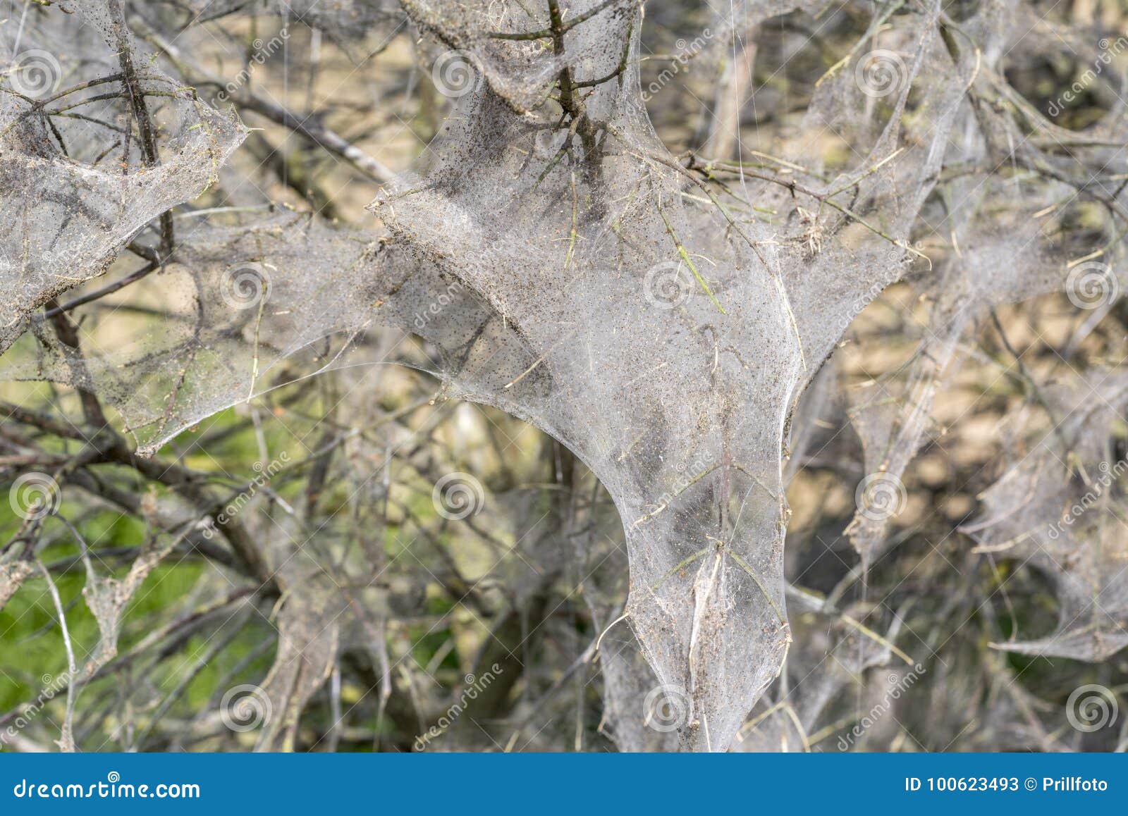 Ermine moth web stock image. Image of ermine, group - 100623493