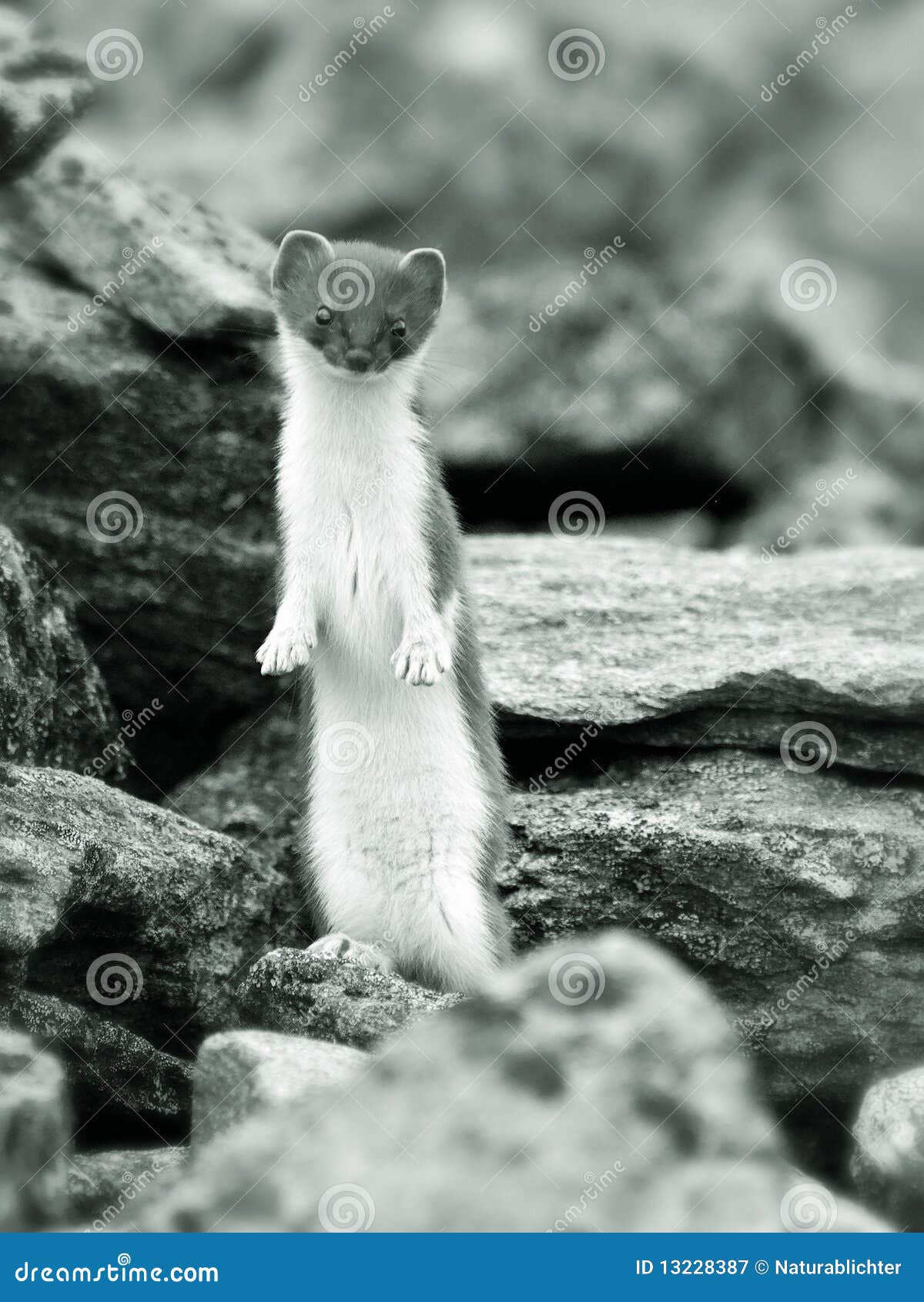 Ermine on ocks stock image. Image of white, large, cute - 13228387