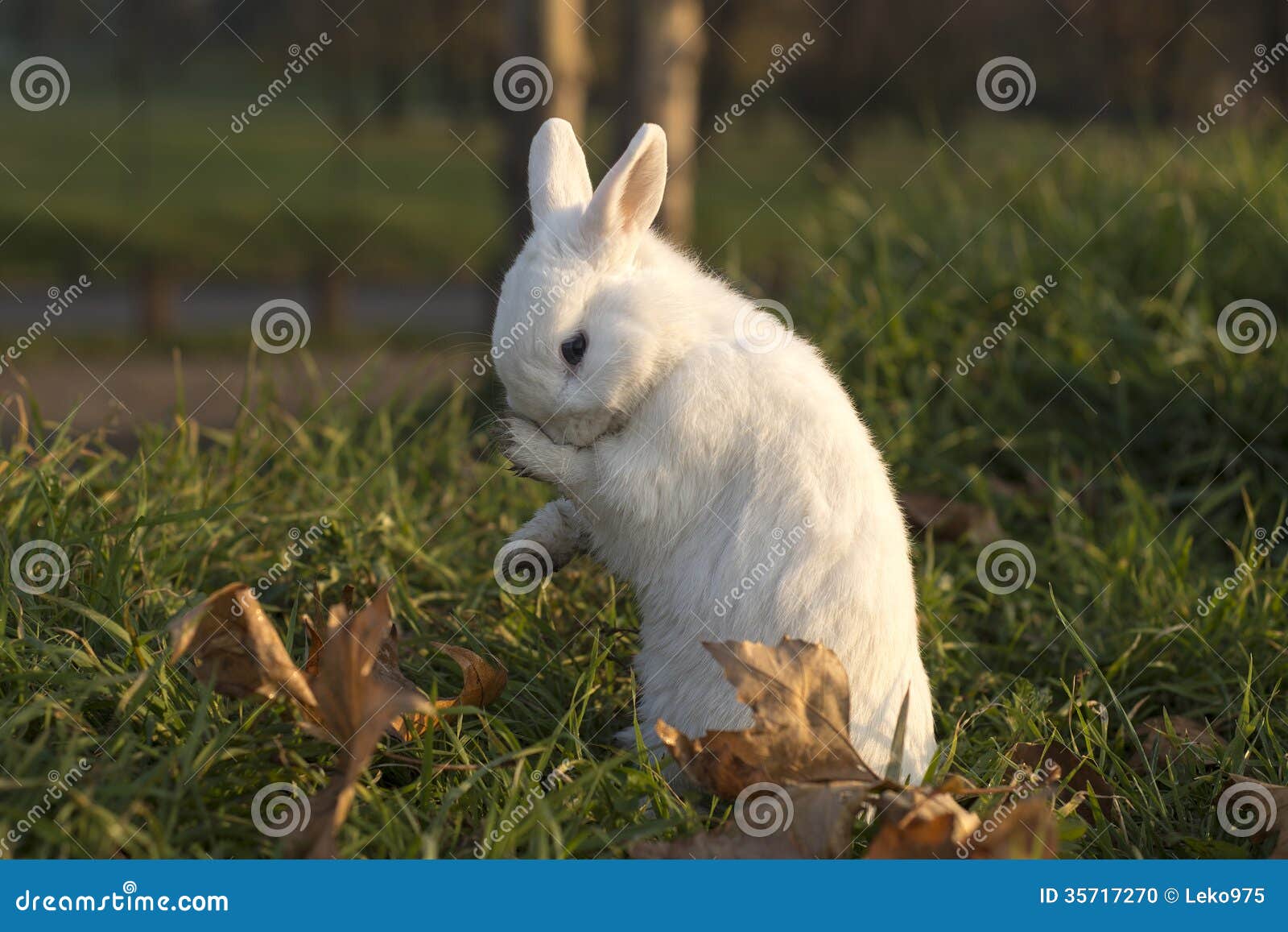 Ermine rabbit stock photo. Image of background, animals - 35717270
