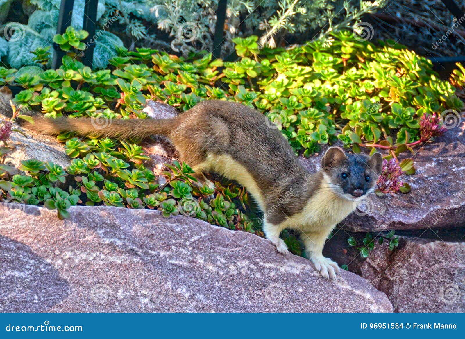 Ermine Weasel Rock Rodent Pauses Para Una Actitud Foto de archivo ...