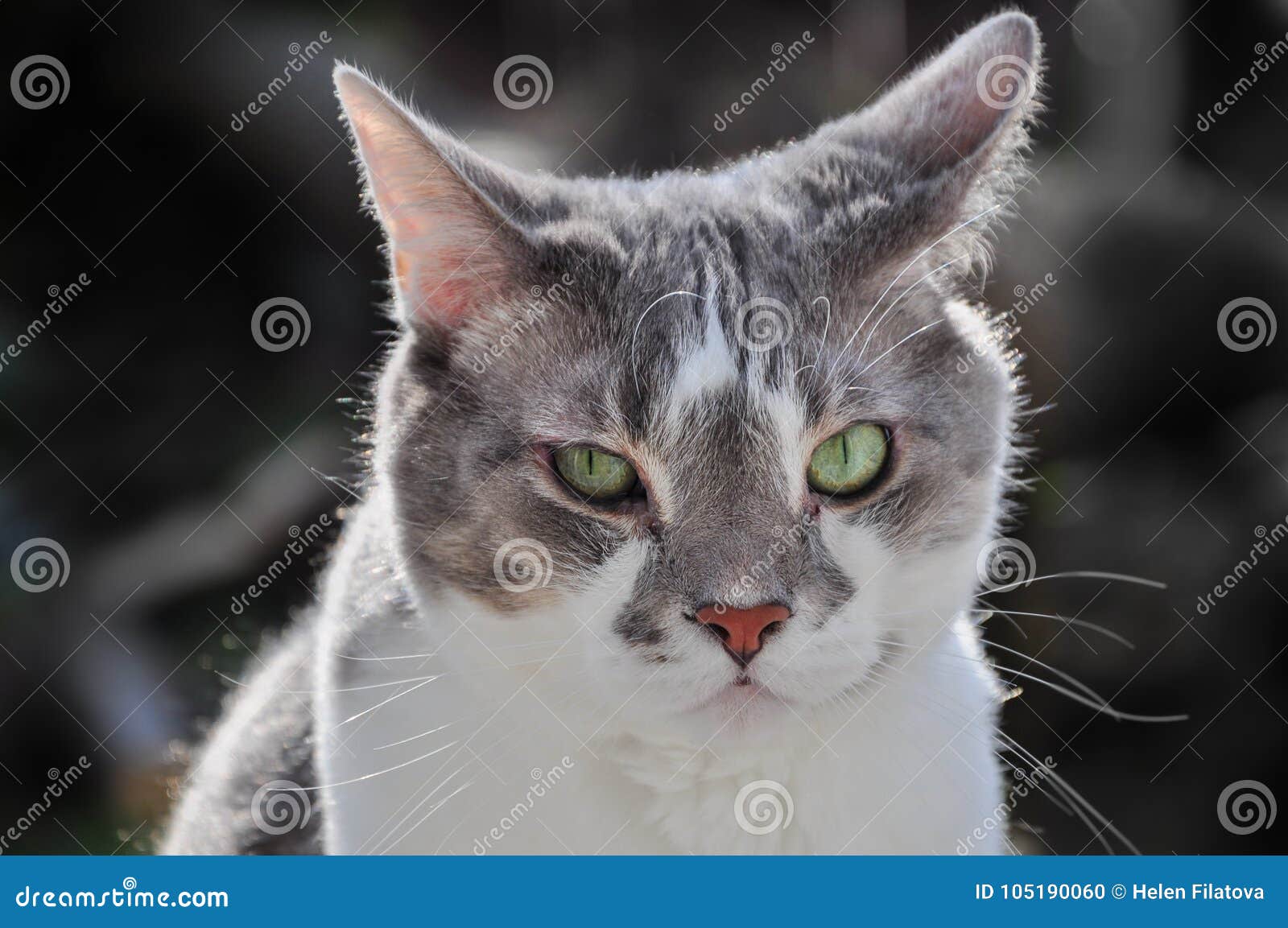 Ernstige Grijze Kat Met Groene Ogen Stock Foto - Image of ogen, emotie ...