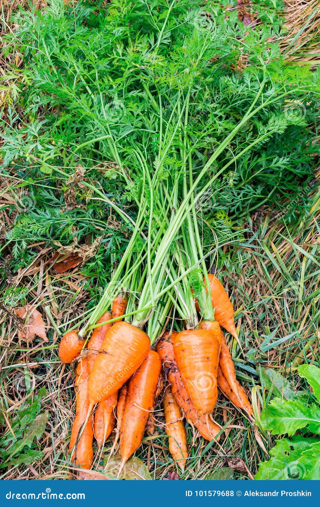 Ernte Von Karotten Im Garten Stockfoto - Bild von wachsen, land: 101579688