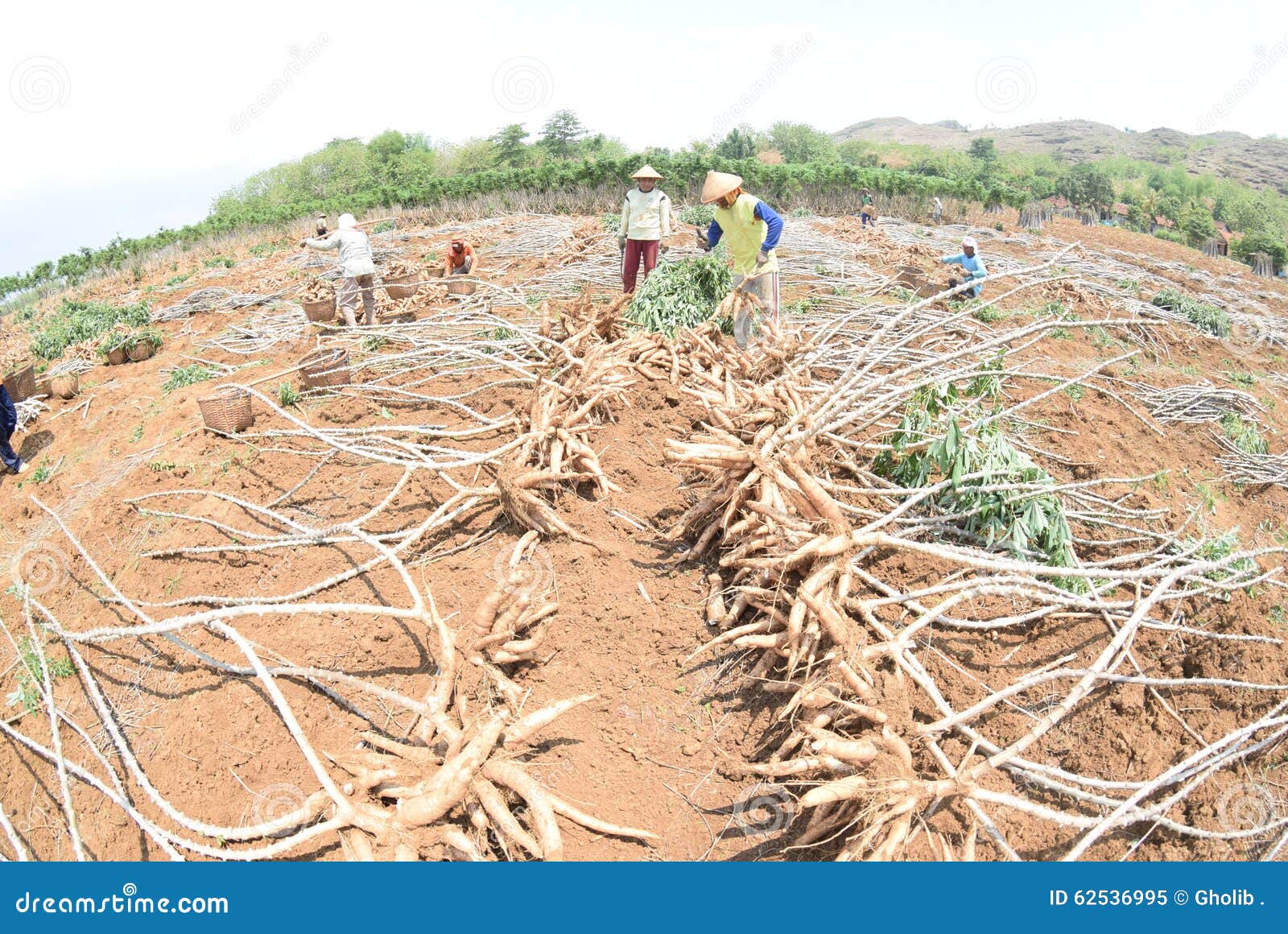 Ernten der Manioka redaktionelles bild. Bild von ernte - 62536995