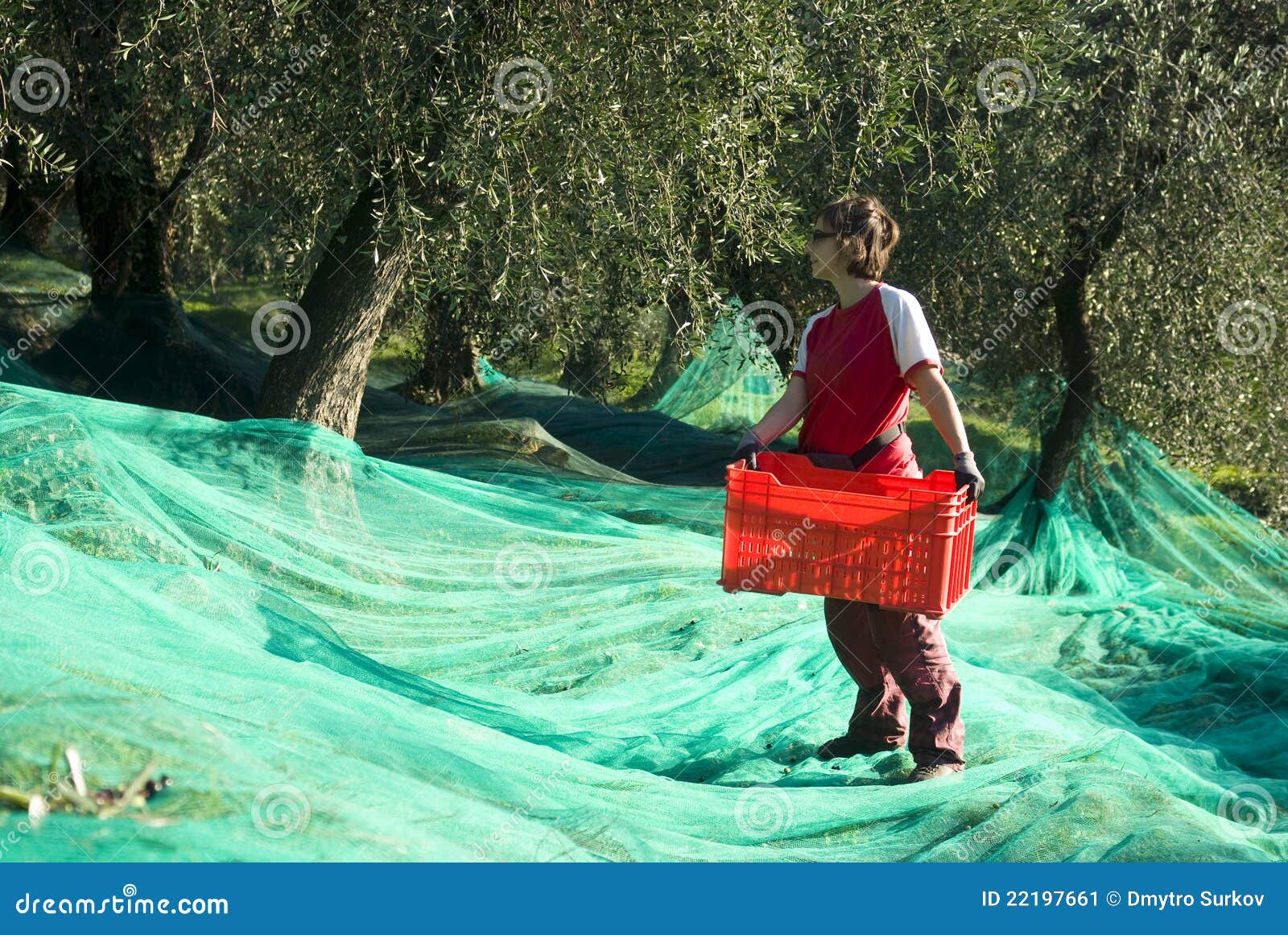 Ernten der Oliven stockbild. Bild von bewirtschaften - 22197661