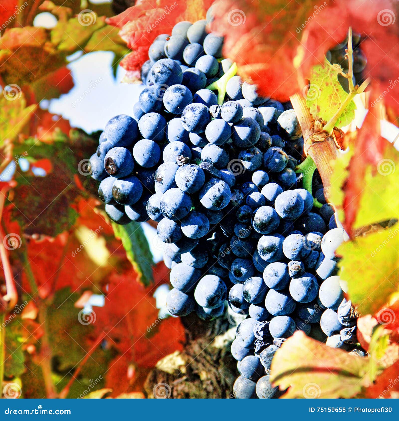 Ernten der Trauben stockfoto. Bild von blatt, trauben - 75159658