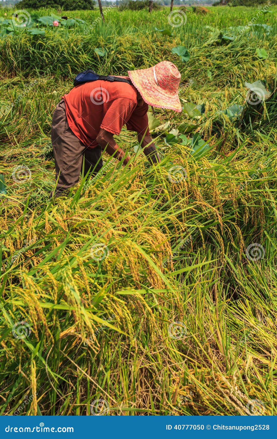 Ernten Sie Reis stockfoto. Bild von grün, schön, draussen - 40777050