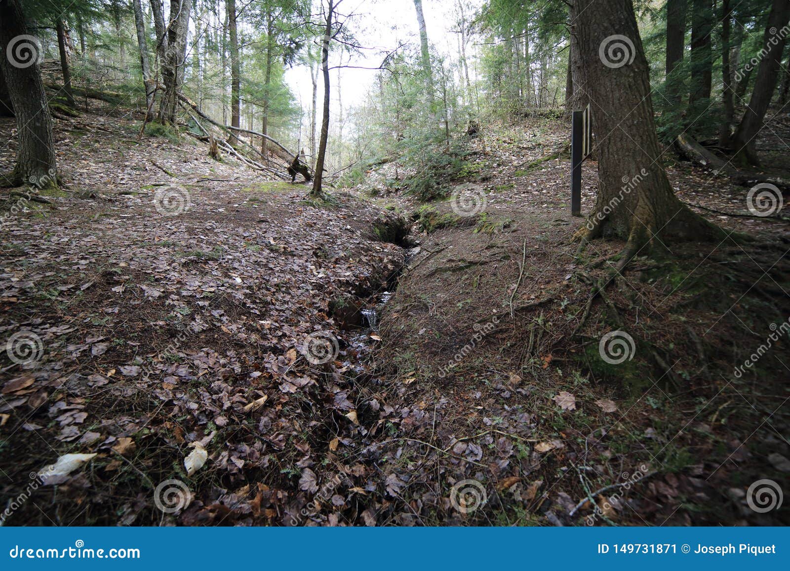 Eroded Channel through Forest Floor Stock Image - Image of empty, deep ...
