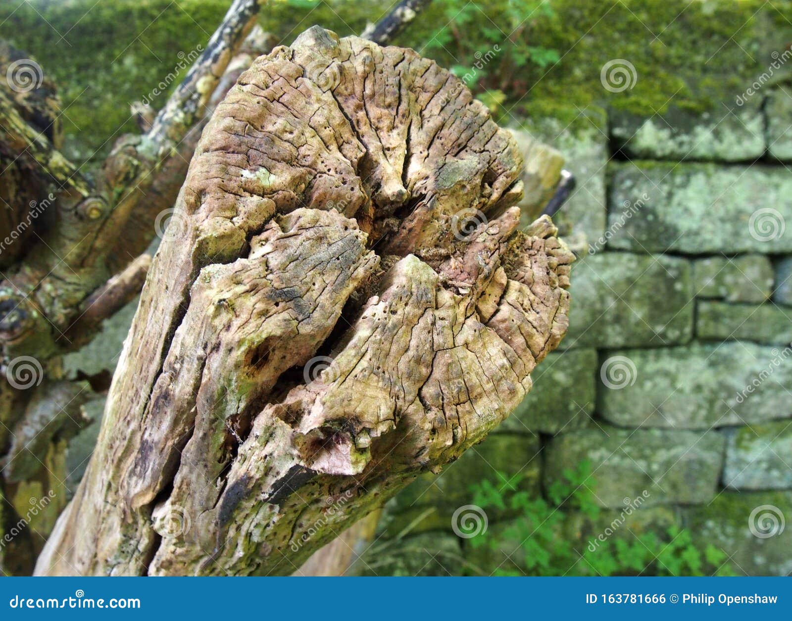 Eroded Cracked Stump of a Cut Down Tree Next To a Moss Covered Stone ...