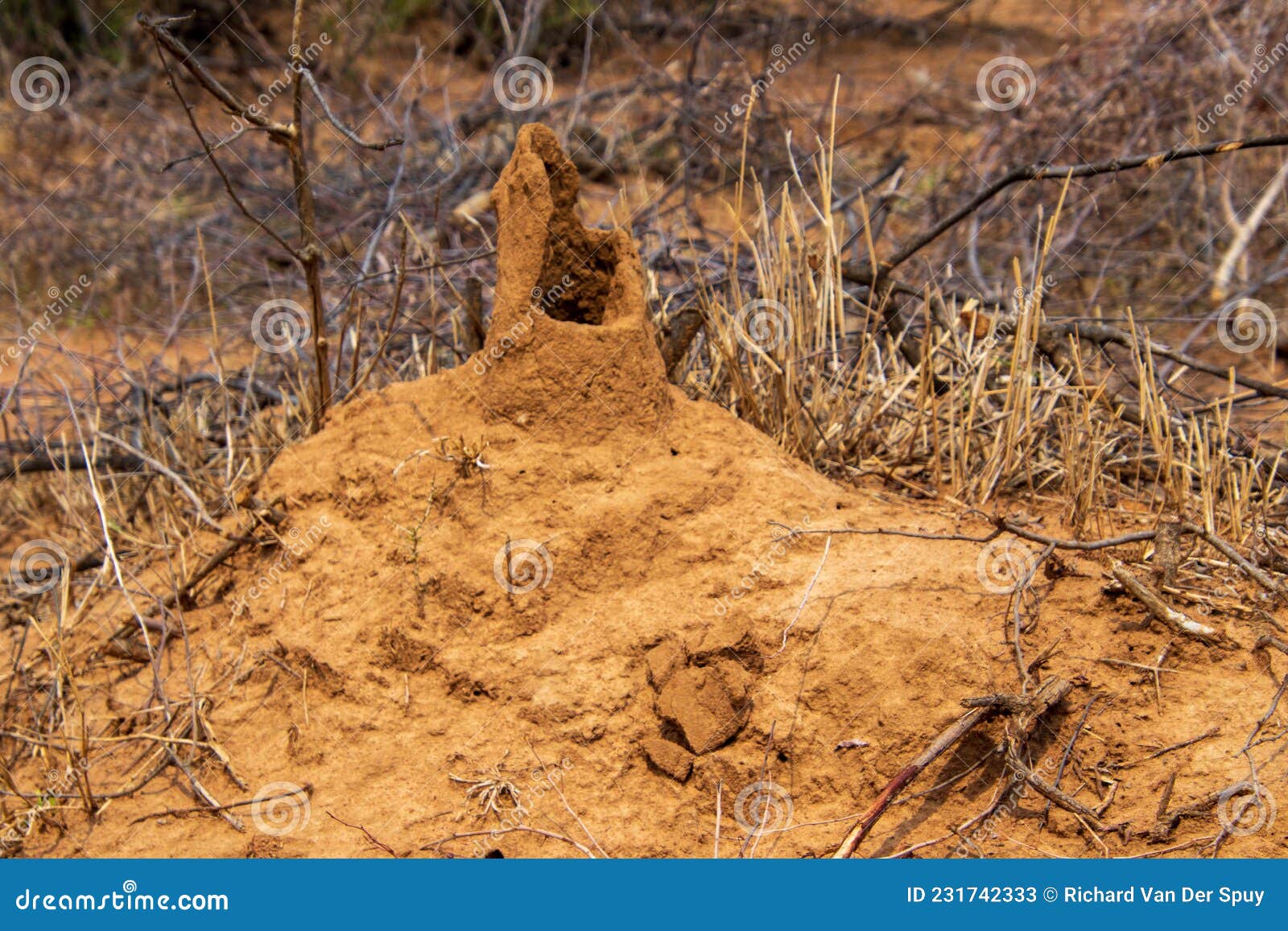 Eroded Termite Mound in the Wild Outdoors Stock Image - Image of ...