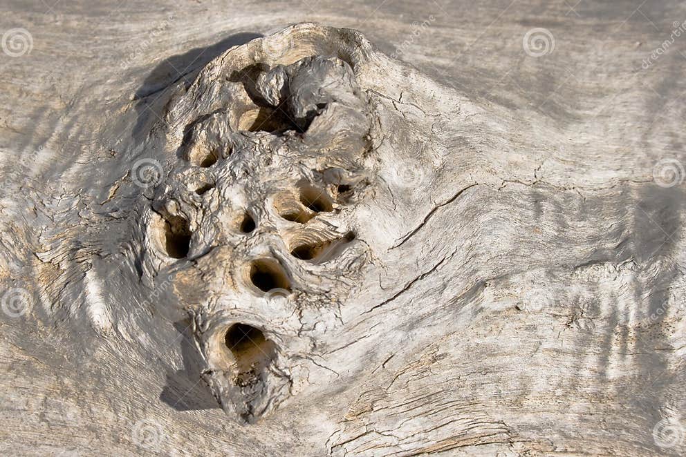 Eroded wood stock image. Image of detail, eroded, circles - 7223209
