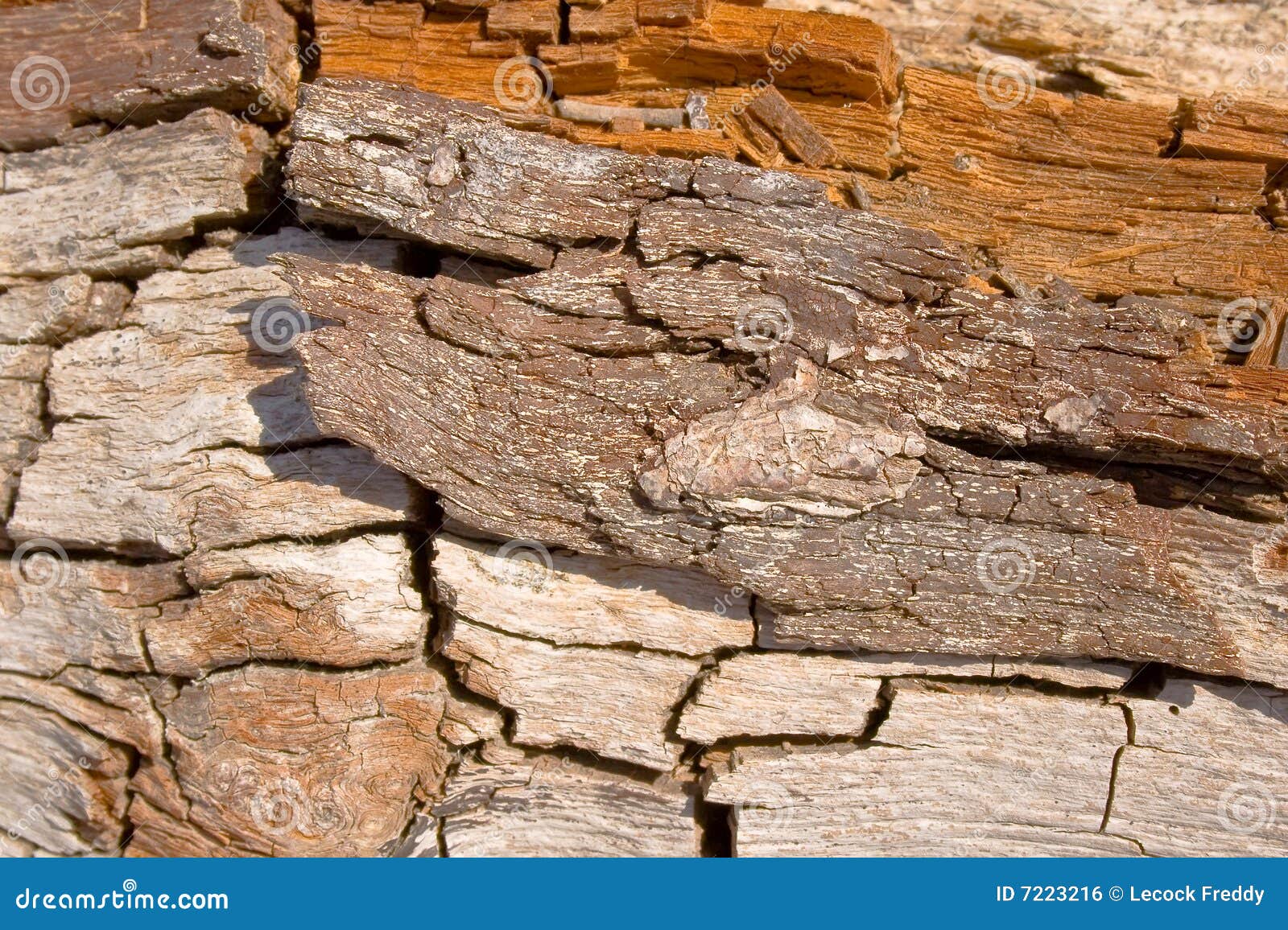 Eroded wood stock photo. Image of water, annual, mediterranean - 7223216