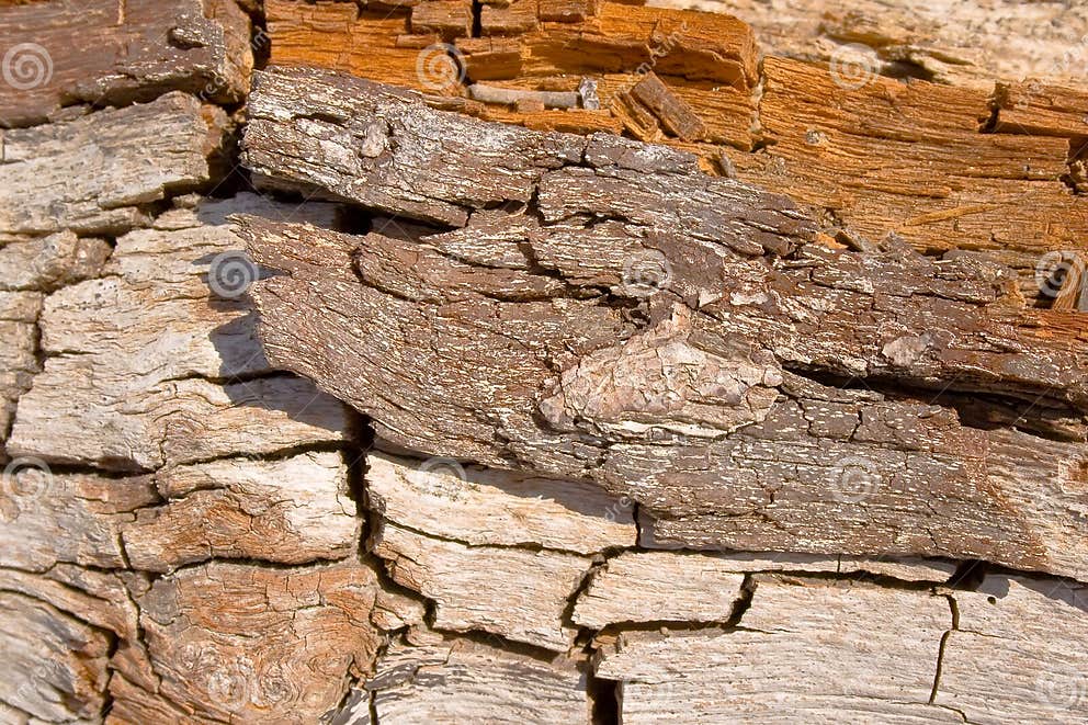 Eroded wood stock photo. Image of water, annual, mediterranean - 7223216