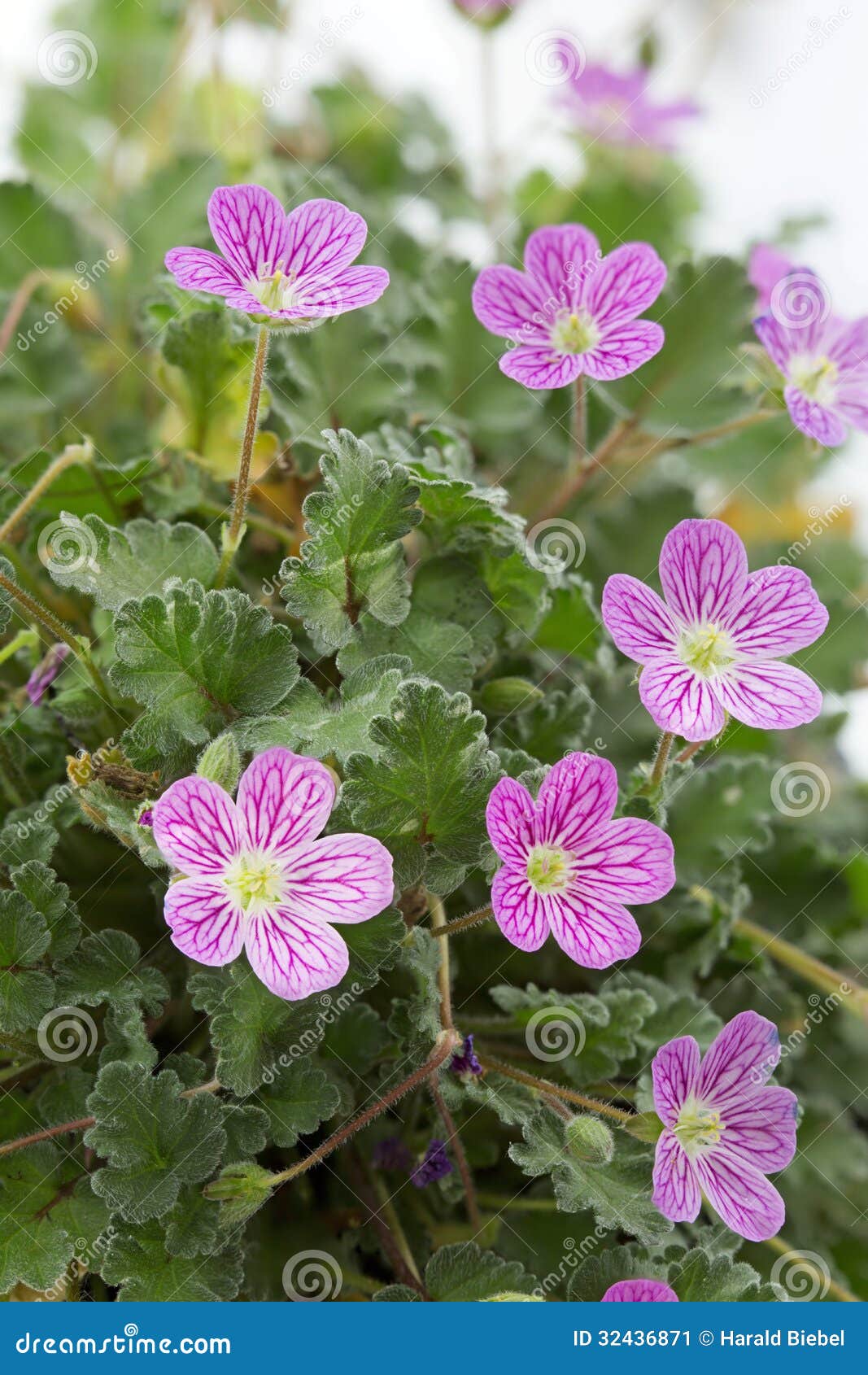 Erodium flower closeup stock image. Image of wild, wildlife - 32436871