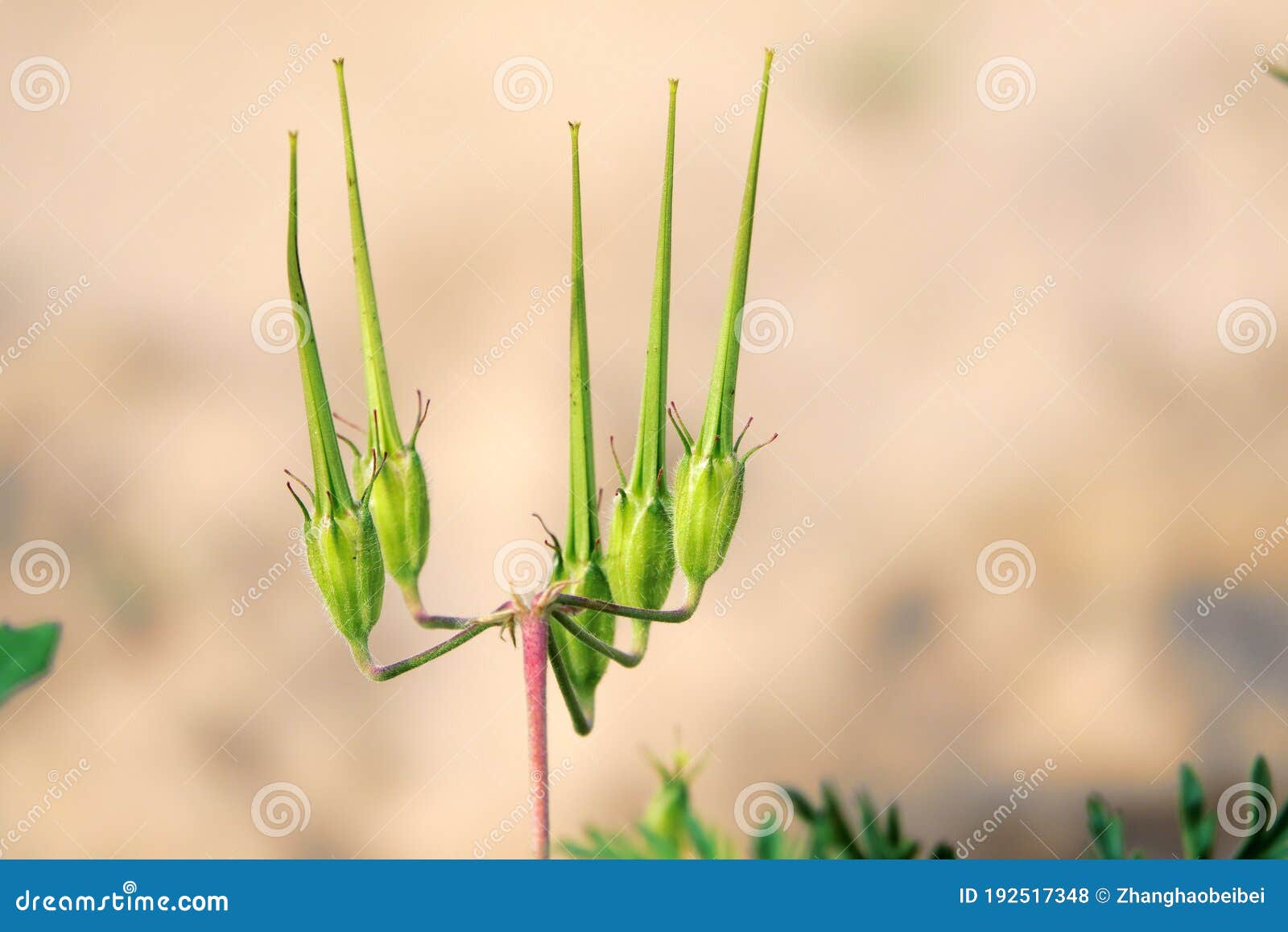Erodium stephanianum stock photo. Image of green, five - 192517348