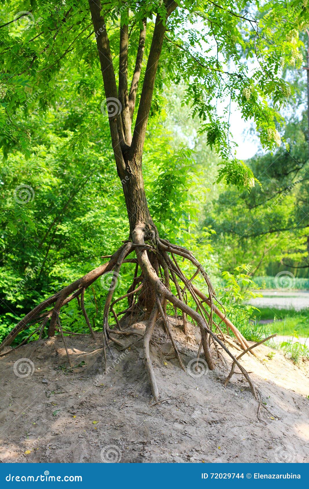 Erosion - Tree with Bare Roots Stock Photo - Image of bush, root: 72029744