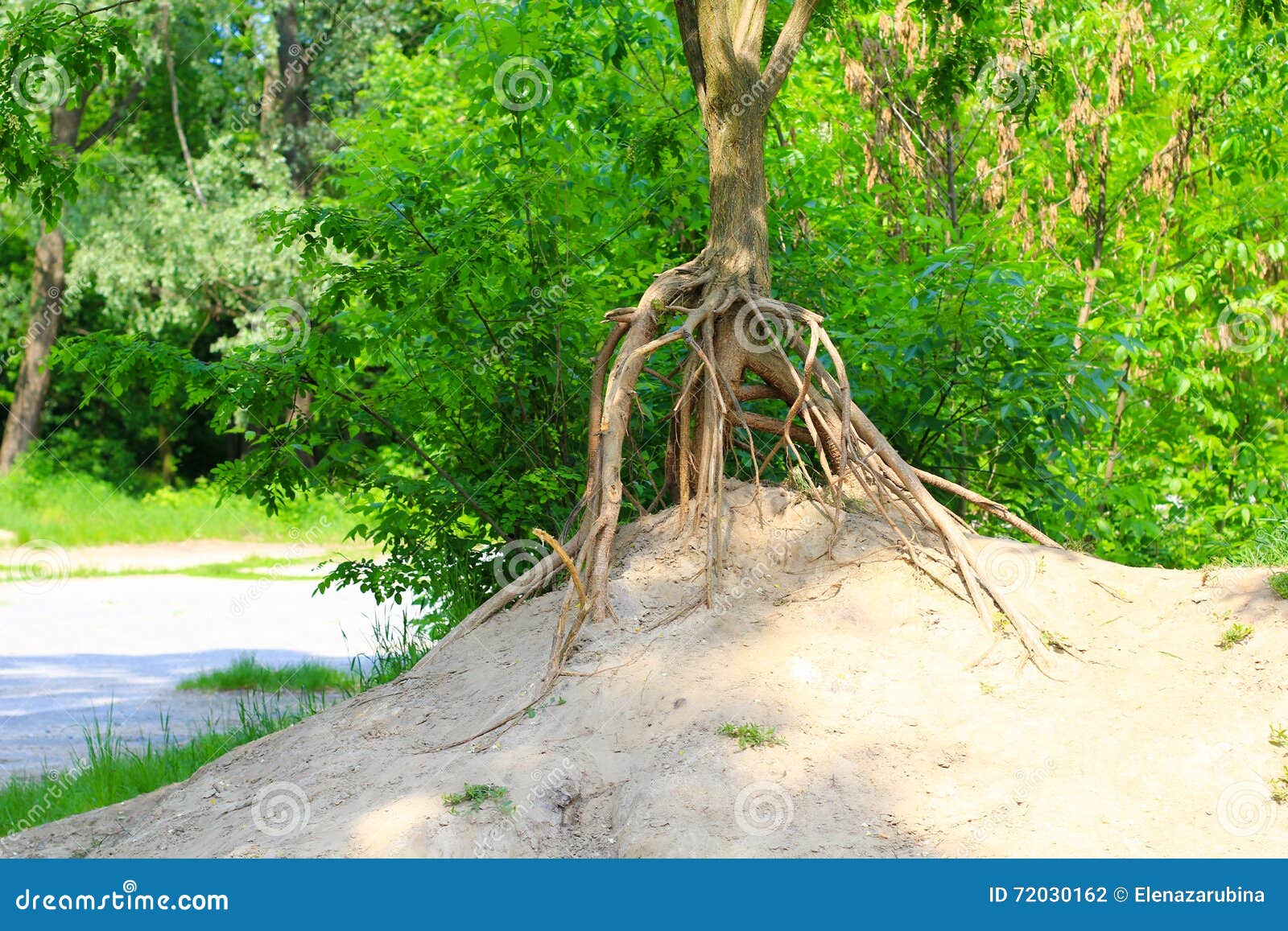 Erosion - Tree with Bare Roots Stock Photo - Image of green, eroded ...