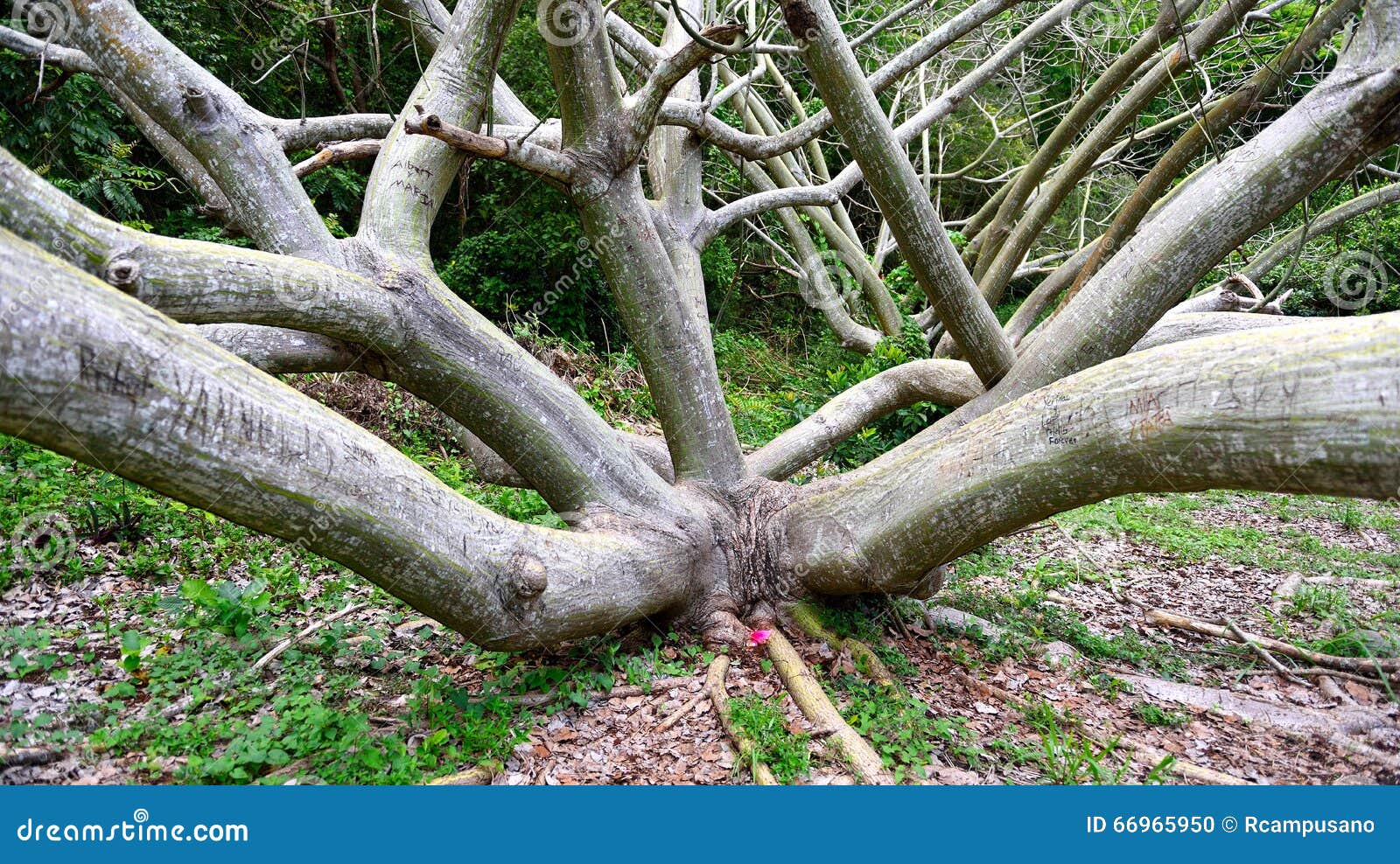 Erotic Tree 2 stock photo. Image of tree, human, sexual - 66965950