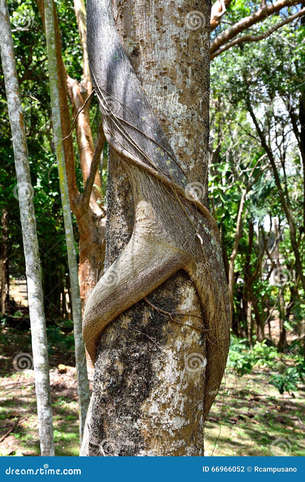 Erotic Tree 1 stock photo. Image of position, tree, erotic - 66966052