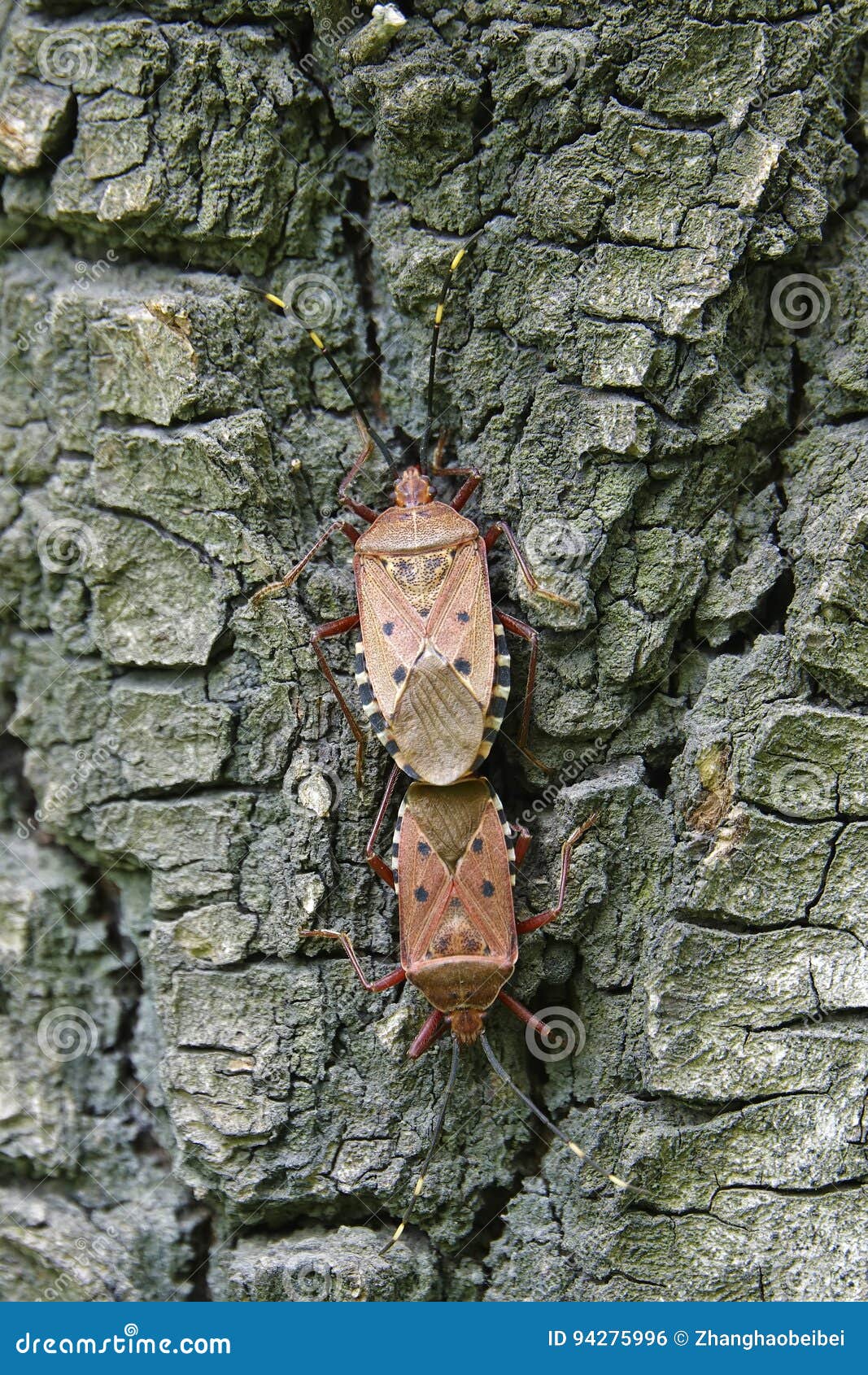 Errore Di Programma Rosso Di Puzzo Fotografia Stock - Immagine di ...