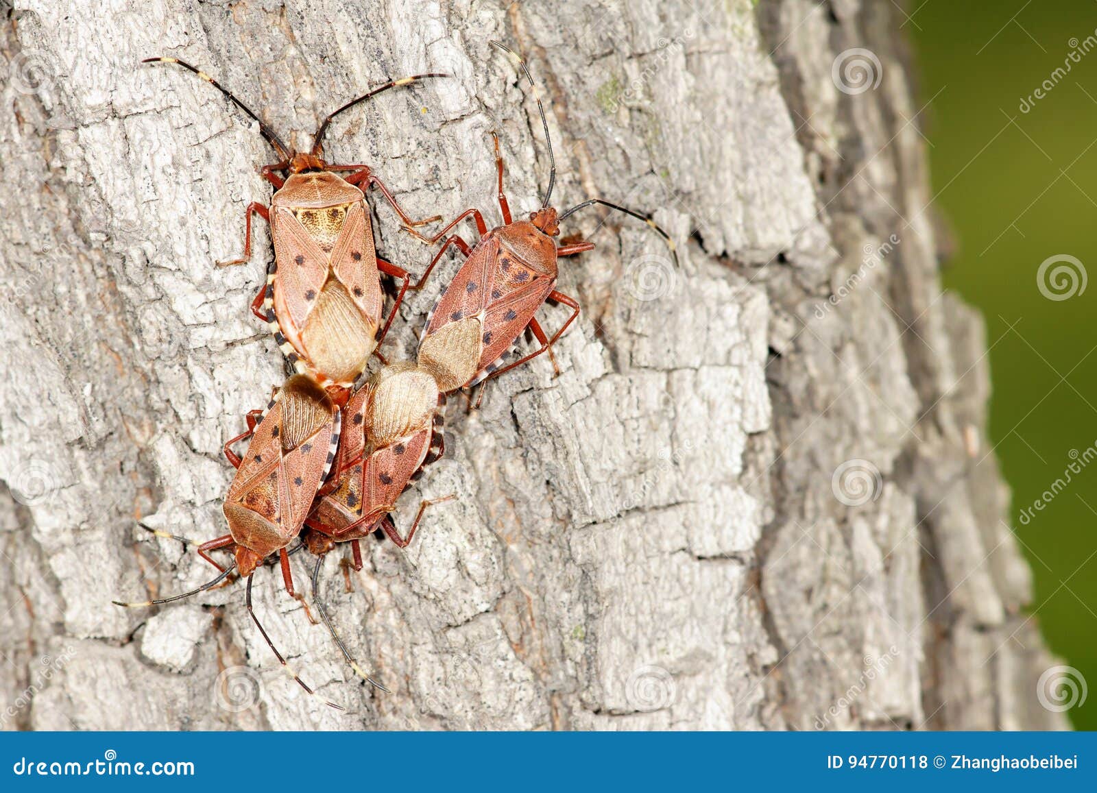 Errore Di Programma Rosso Di Puzzo Fotografia Stock - Immagine di vita ...