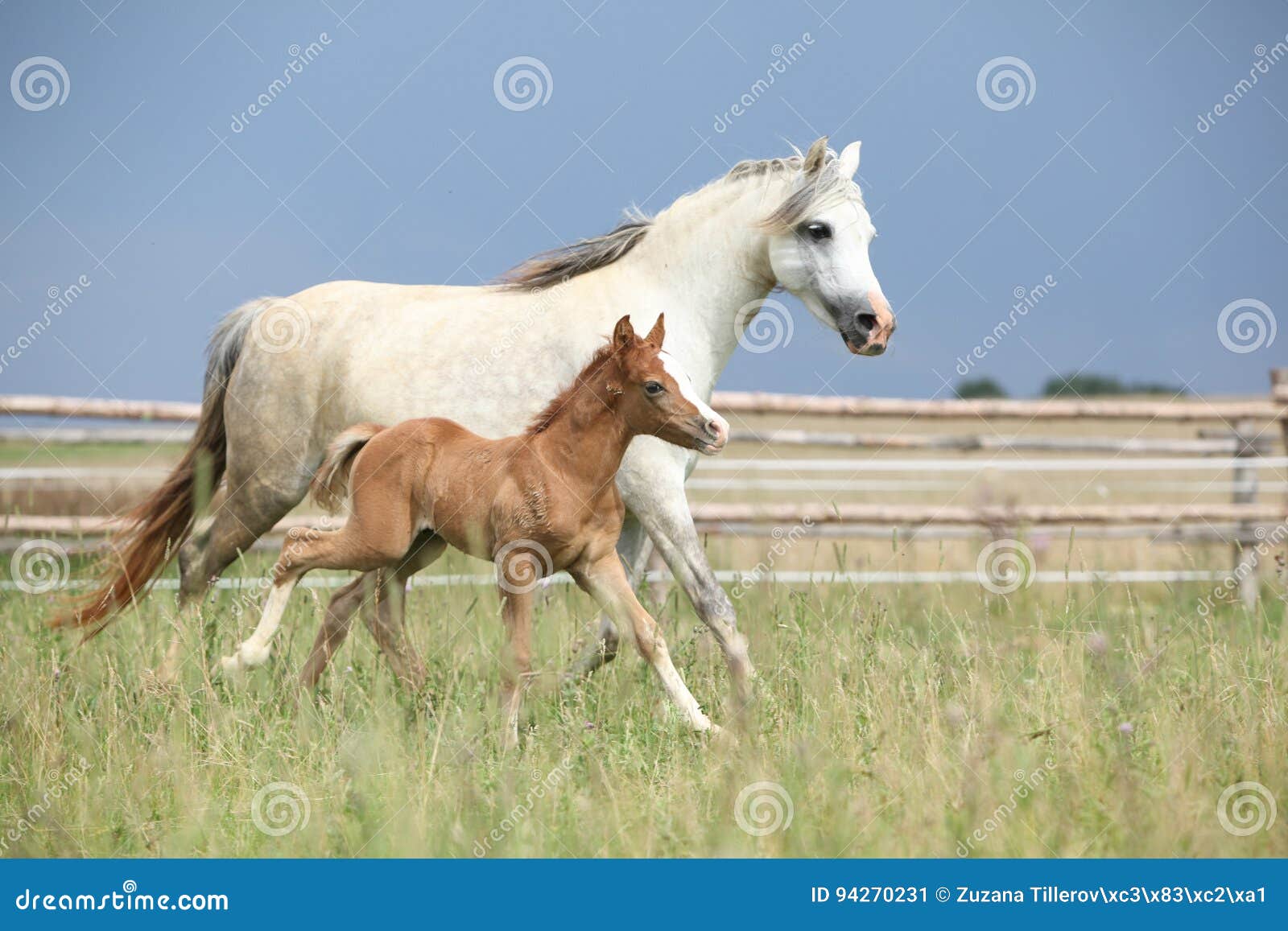Erstaunliches Fohlen Mit Seiner Mutter Stockbild - Bild von vollblut ...