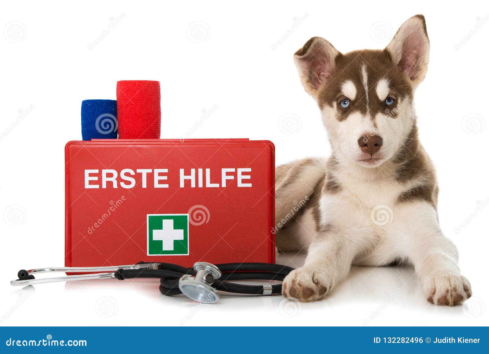 Puppy with first aid kit stock photo. Image of husky - 132282496