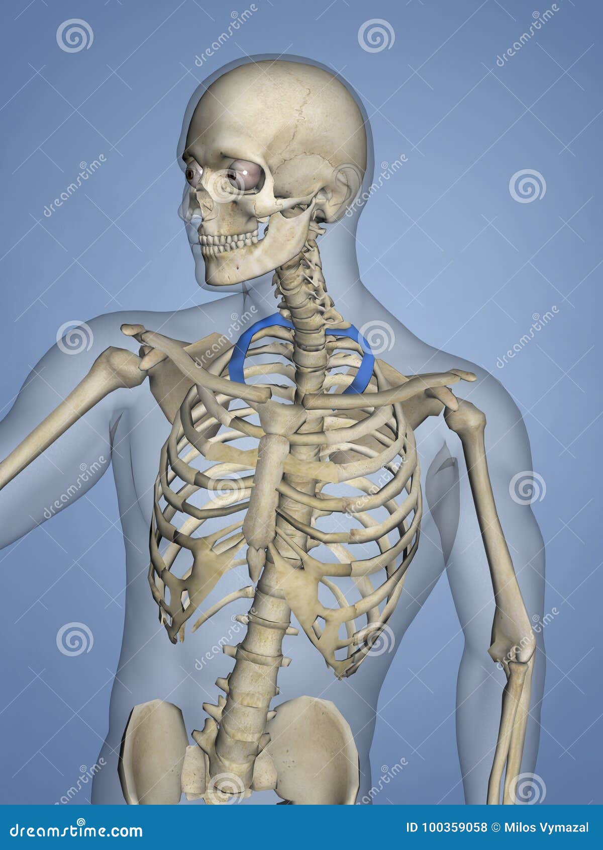 Erste Rippe, Rib Cage, Modell 3D Stock Abbildung - Illustration von ...