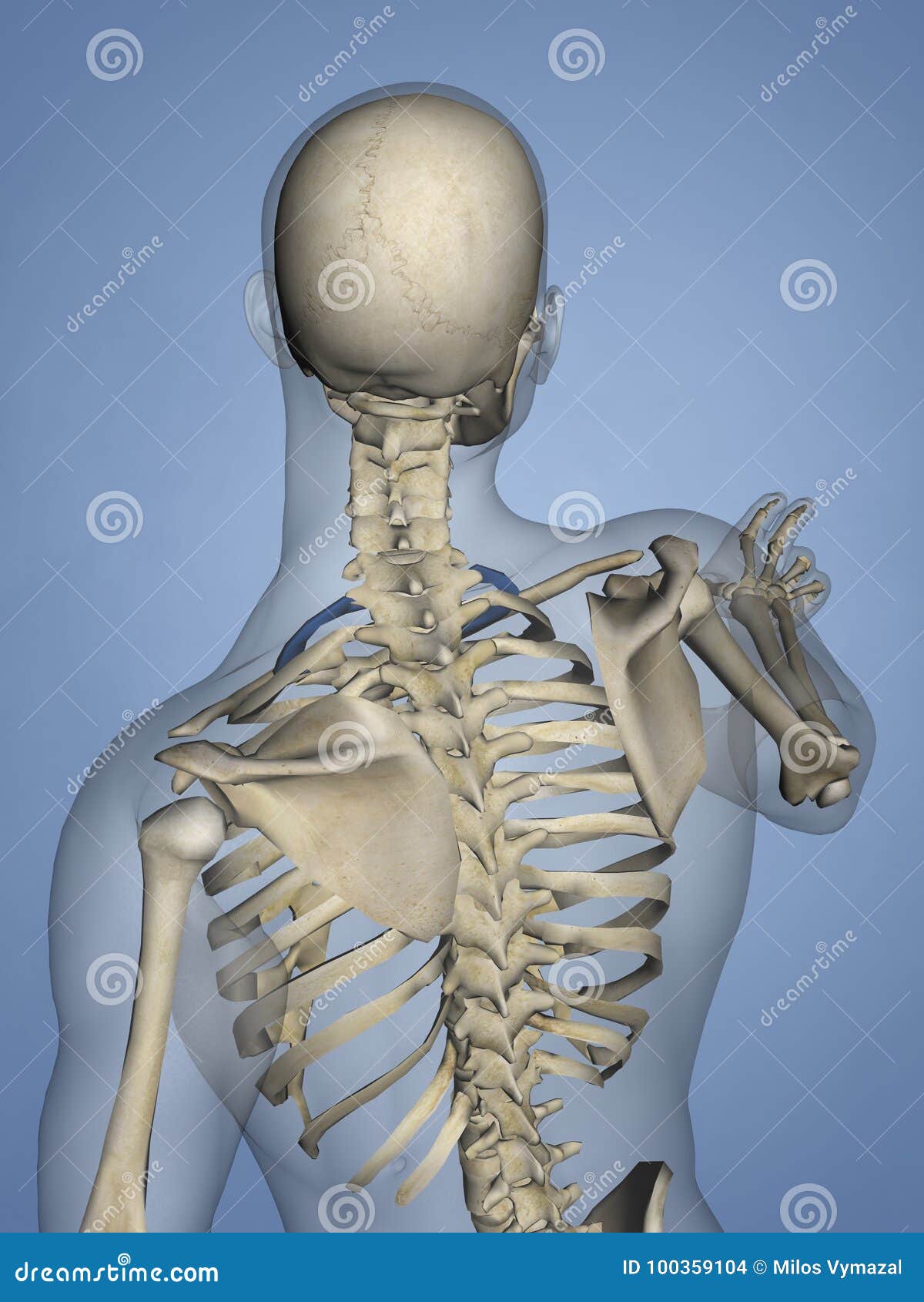 Erste Rippe, Rib Cage, Modell 3D Stock Abbildung - Illustration von ...
